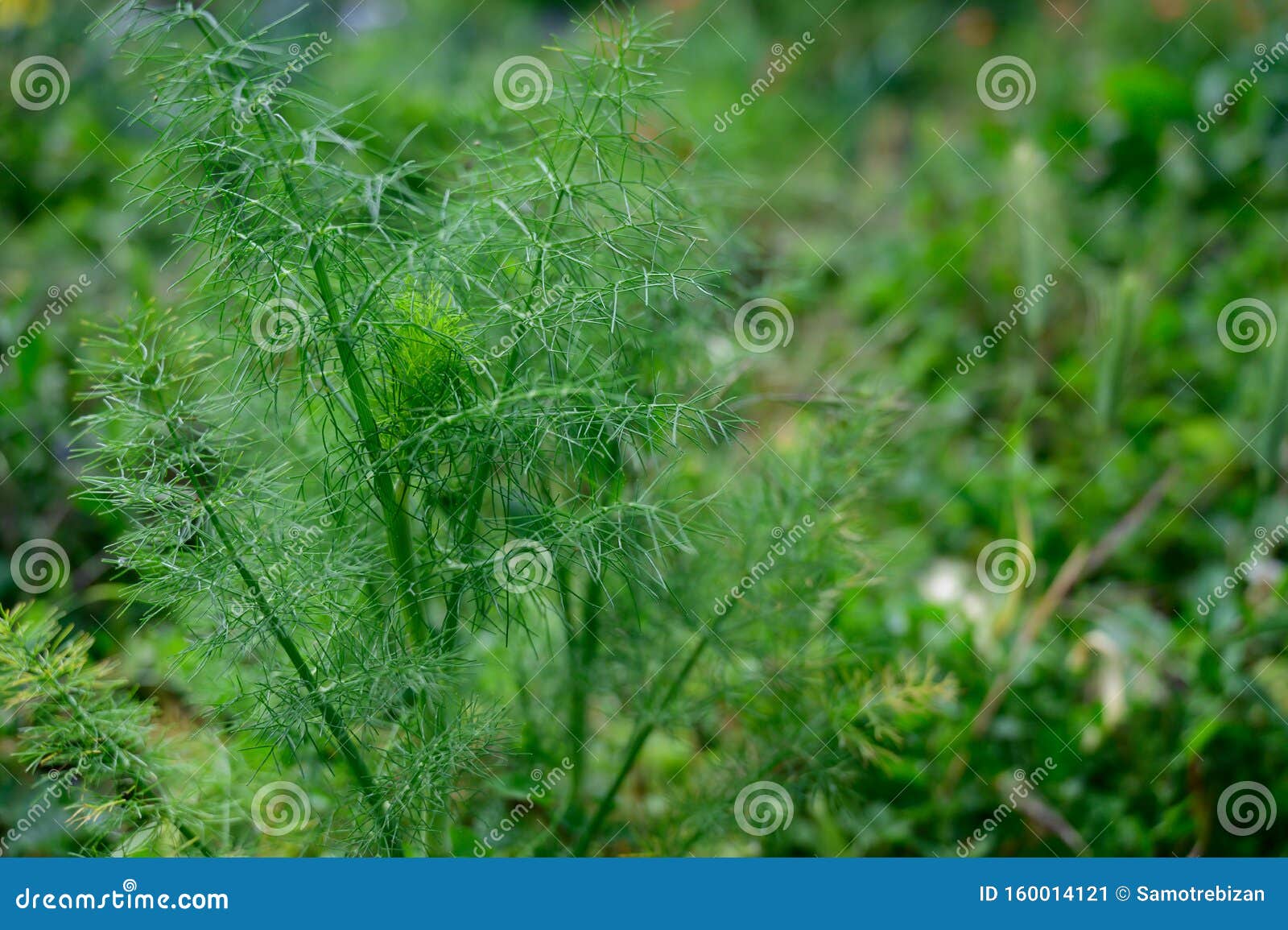 Green Fresh Anise Plant on the Garden Stock Image - Image of nature ...