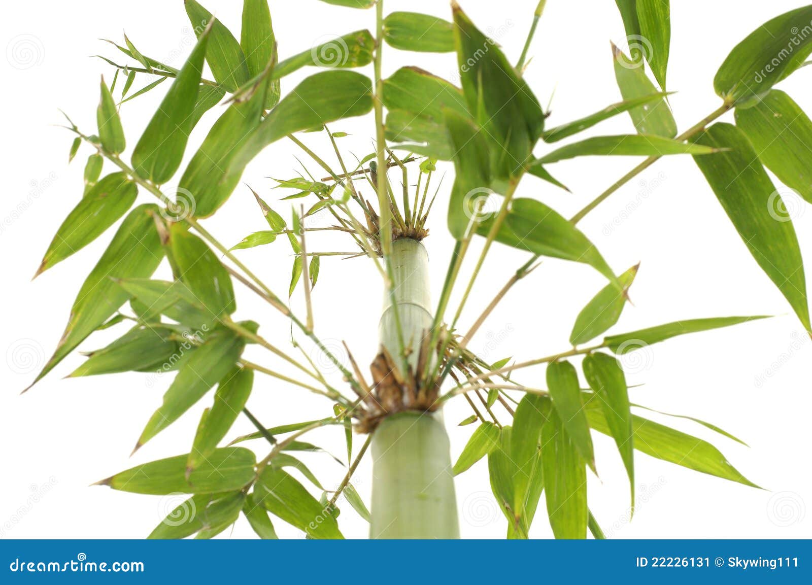 Green Fresh bamboo stock image. Image of foliage, calm - 22226131