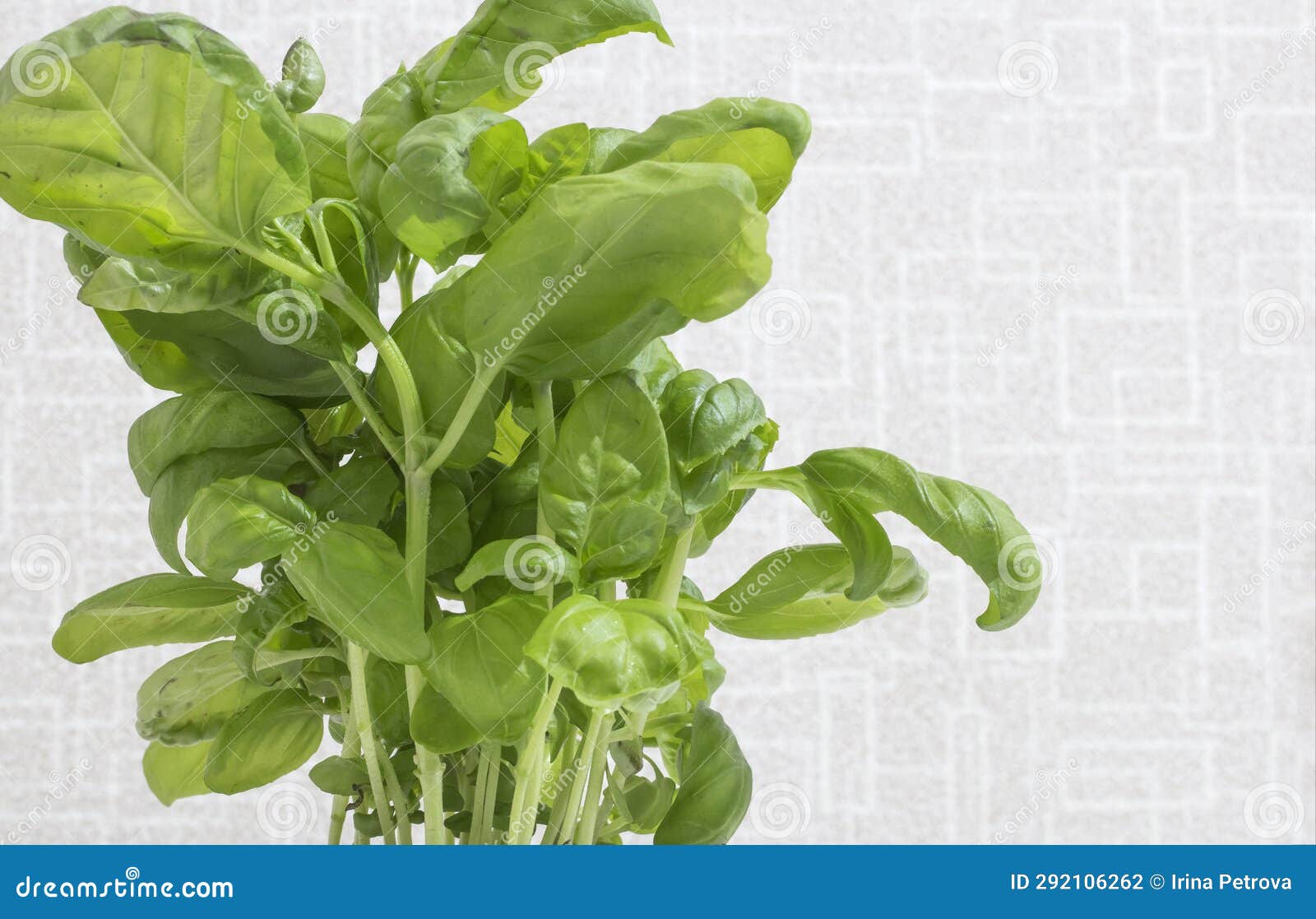 Green Fresh Basil Close-up on a White Wall Background Stock Photo ...