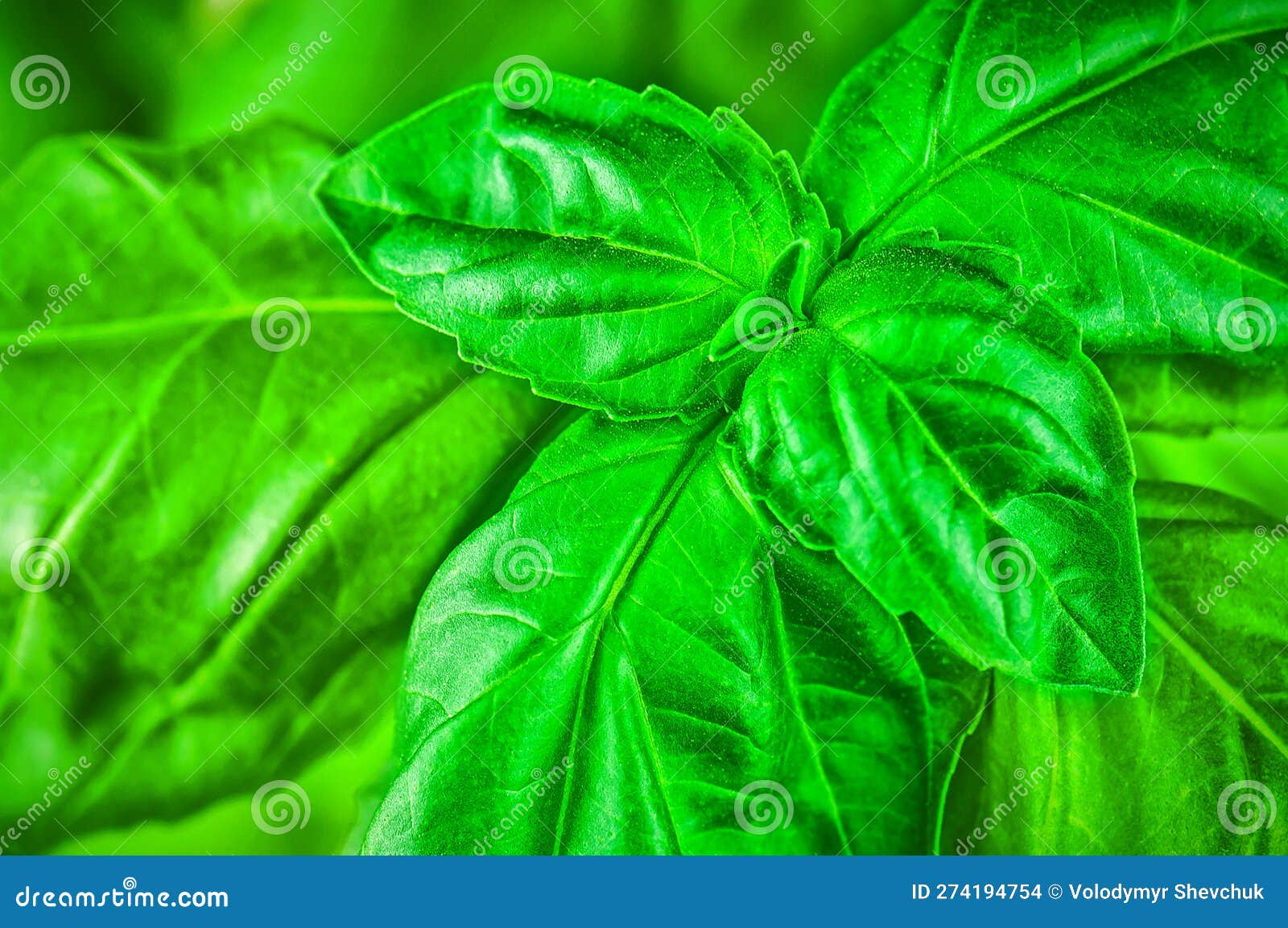 Green Fresh Basil Leaves Texture Stock Photo - Image of cuisine, spice ...