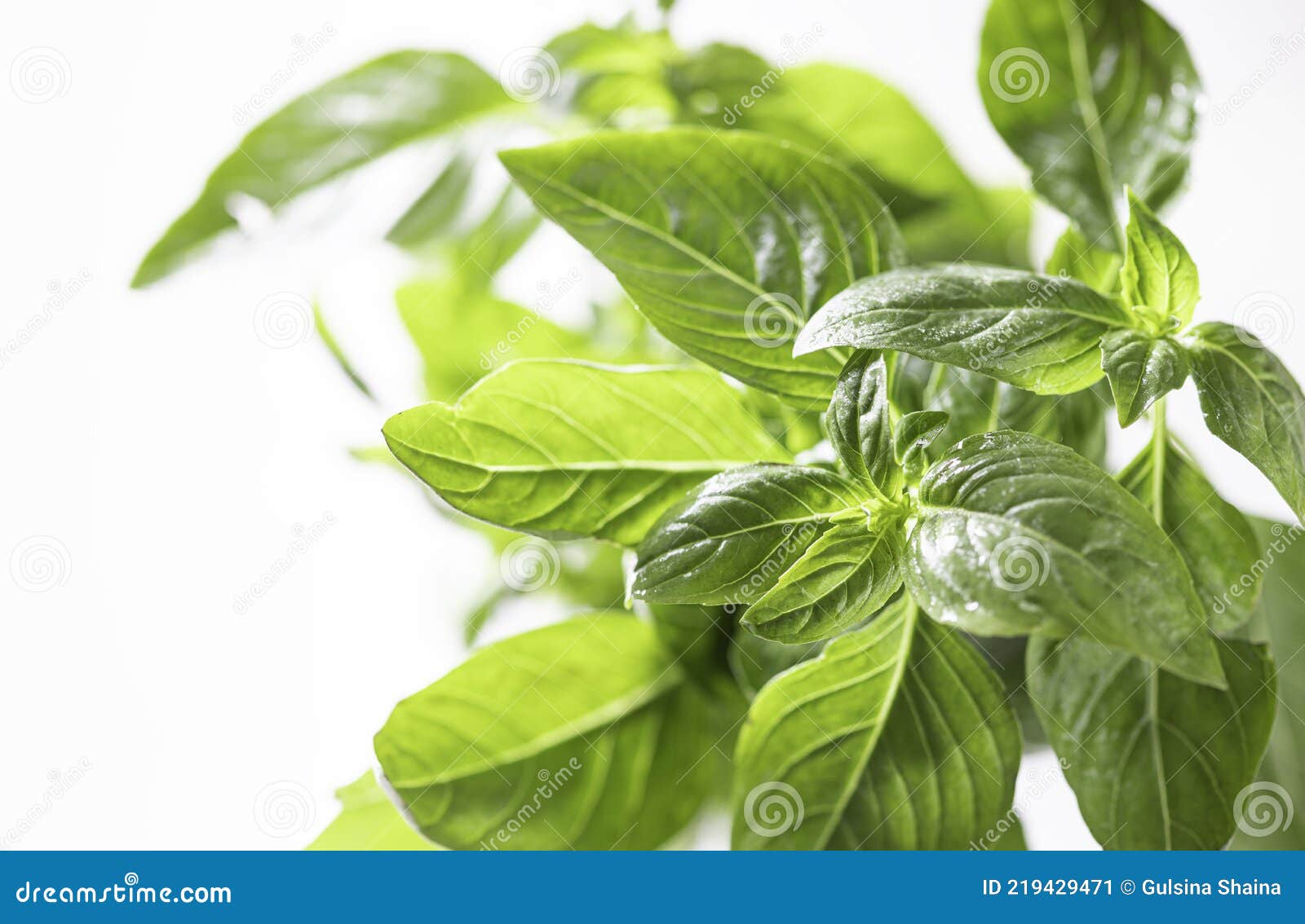Green Fresh Basil on a Light Background. Stock Image - Image of food ...