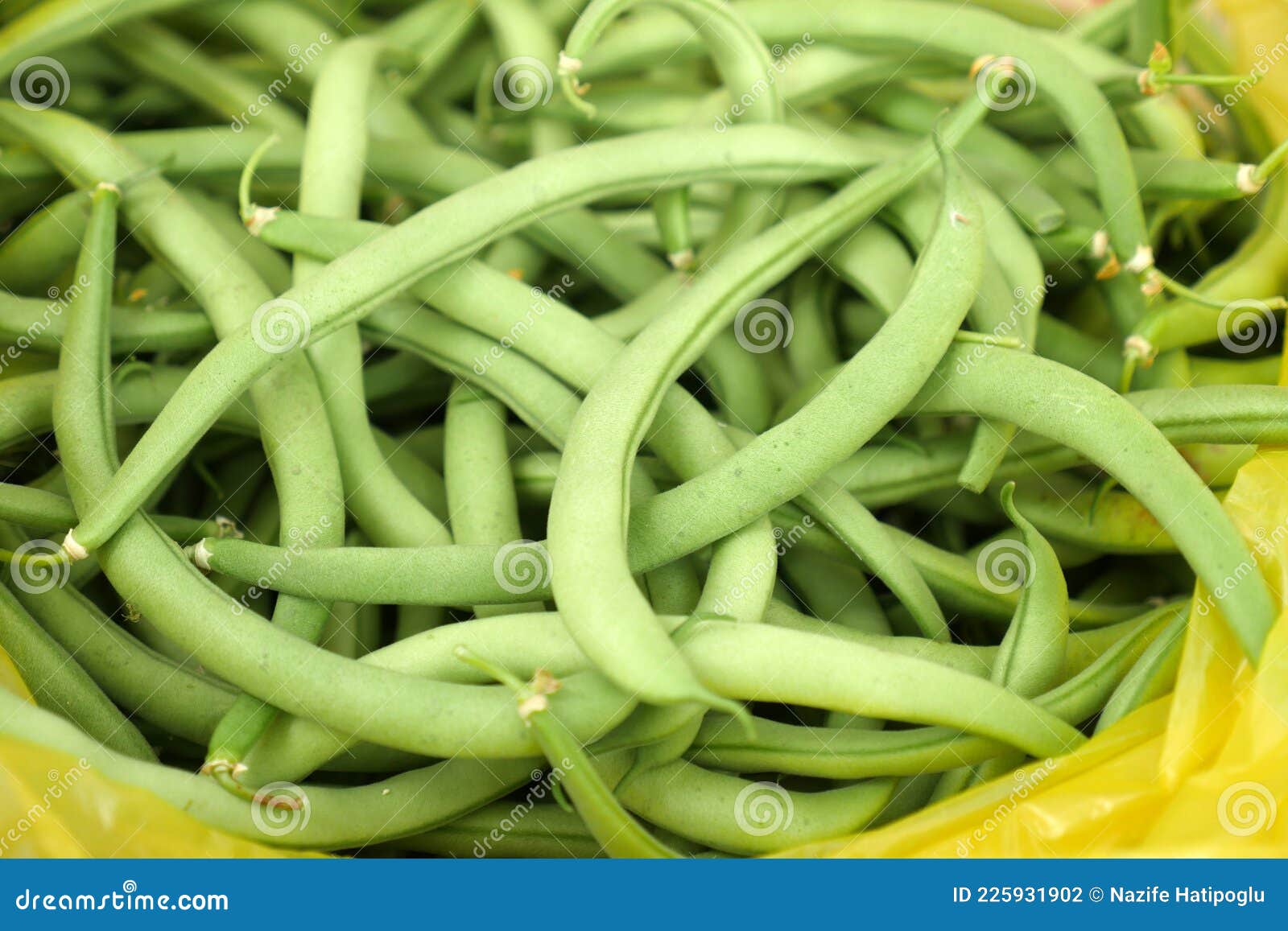 Green Fresh Bean Vegetable in a Cook`s Hand, a Large Amount of Fresh ...