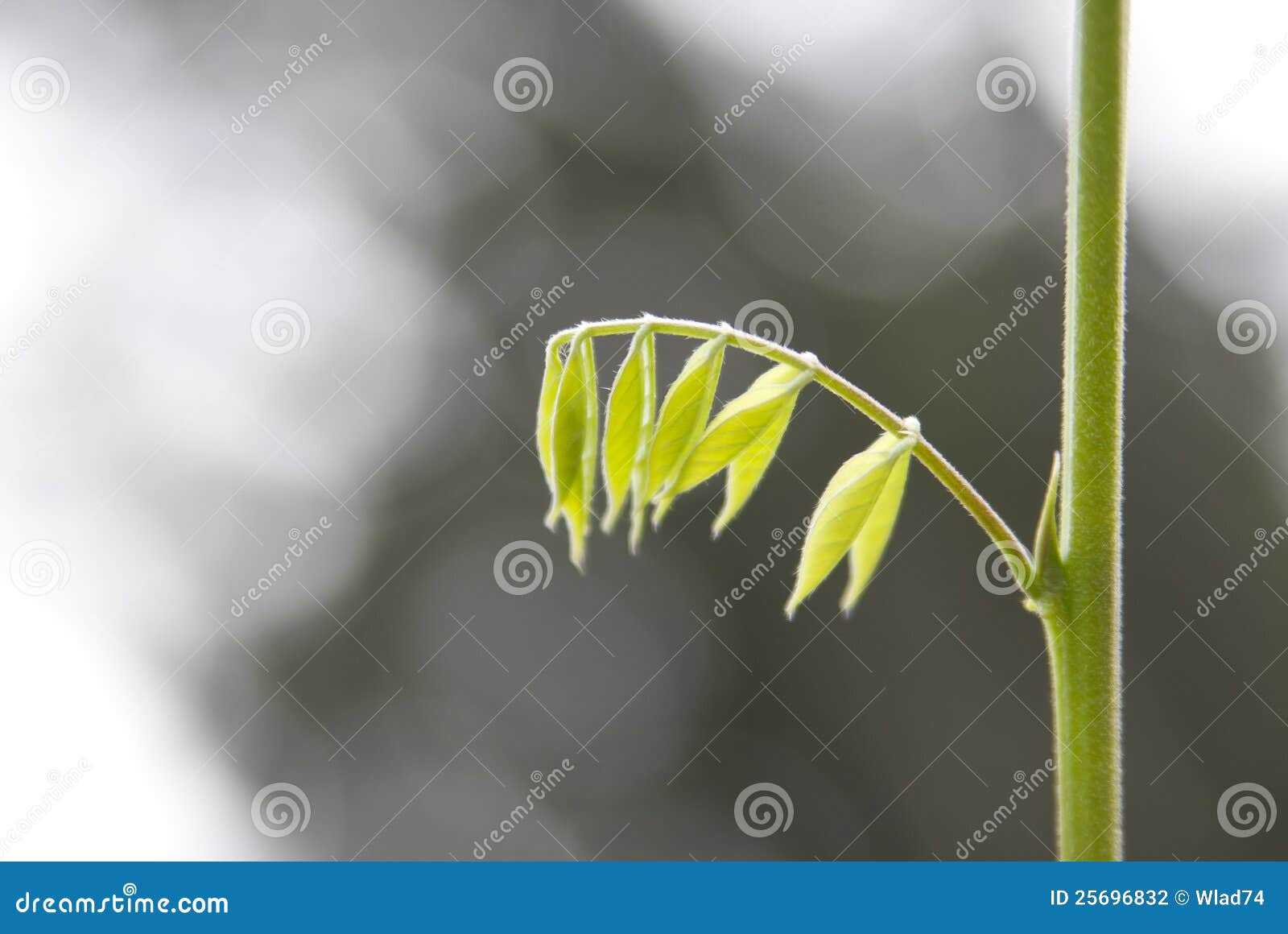 Green Fresh Branch stock photo. Image of nature, focus - 25696832