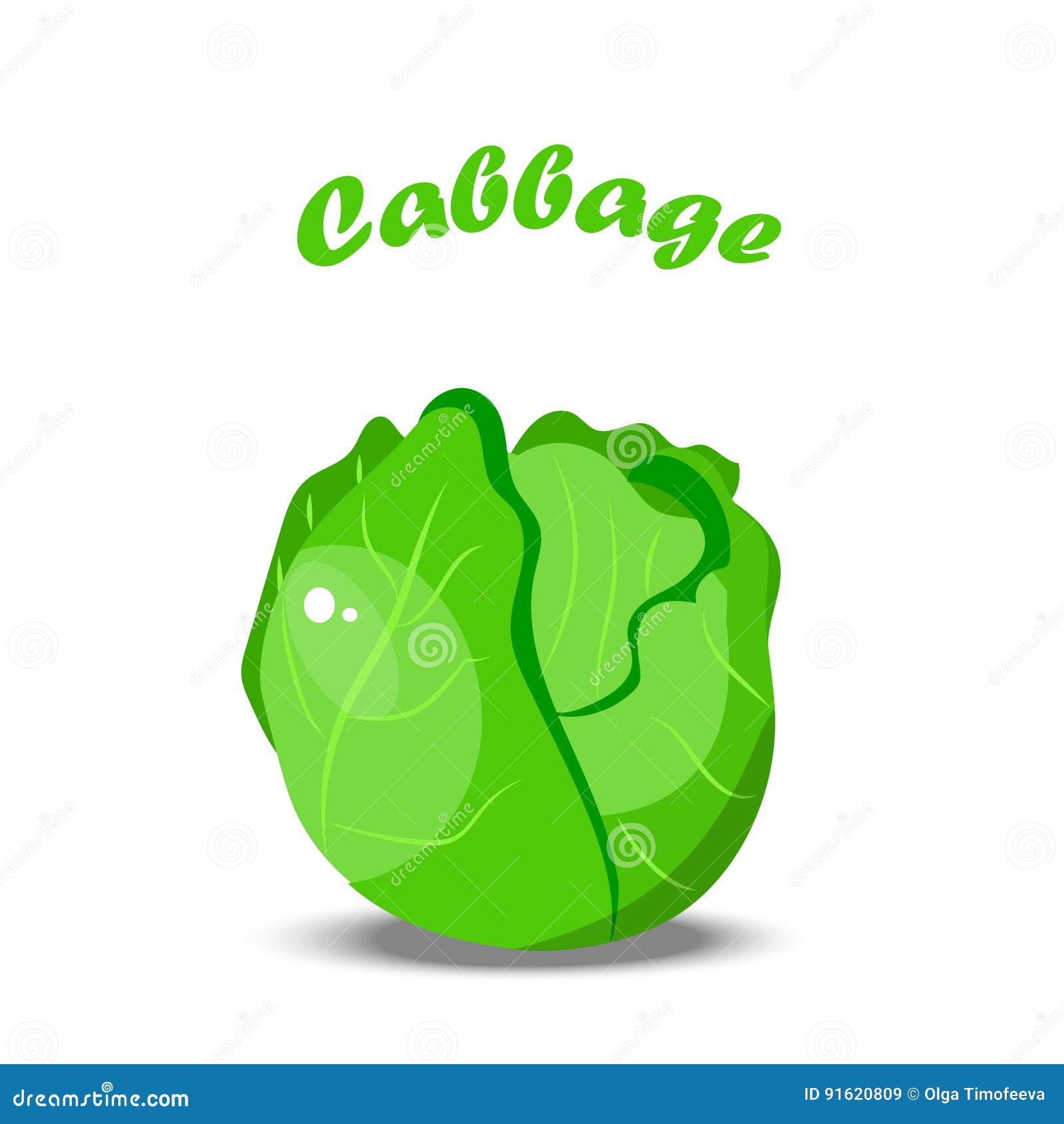 Green fresh cabbage stock vector. Illustration of culinary - 91620809
