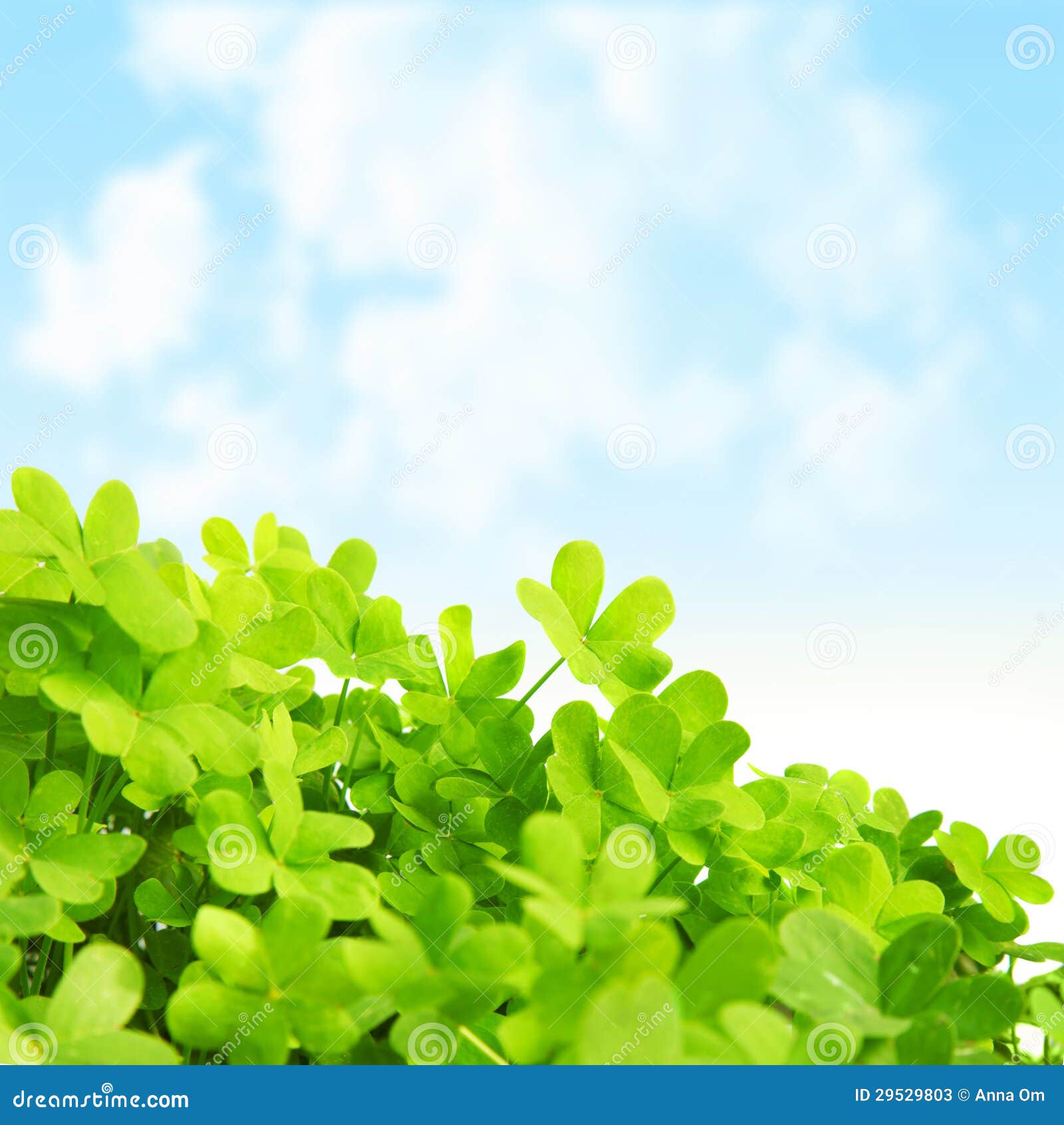 Green fresh clover field stock image. Image of meadow - 29529803