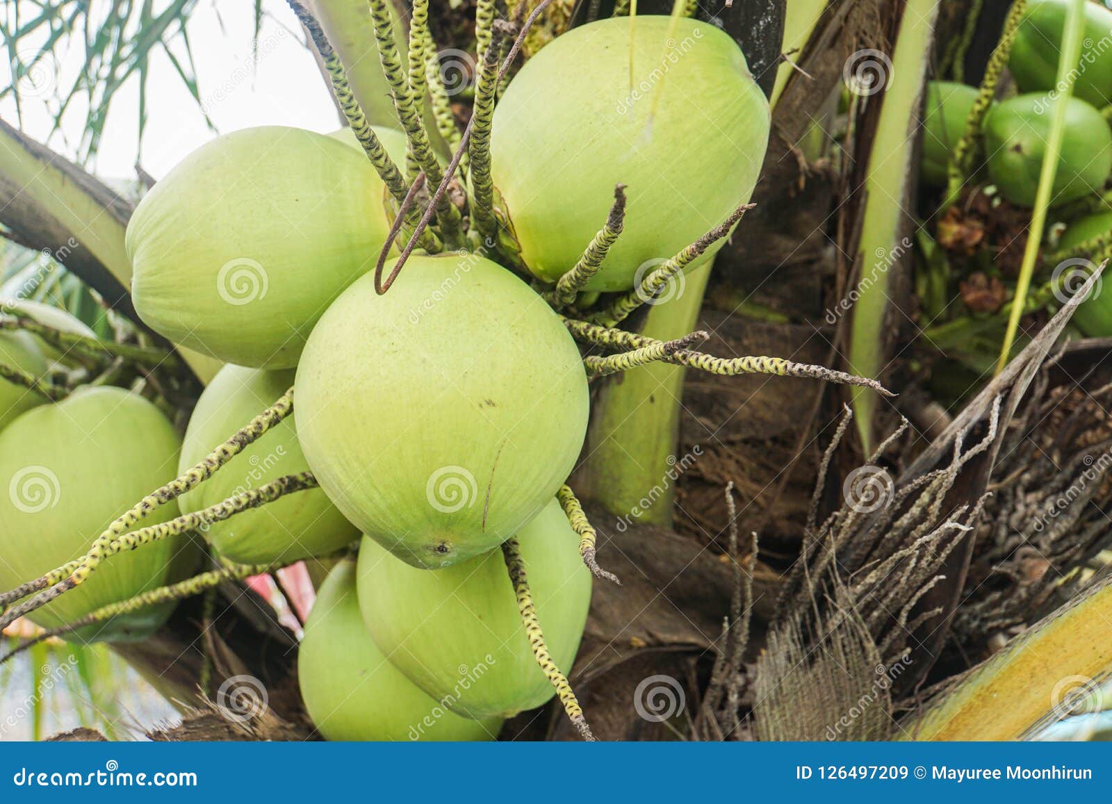 Green Fresh Coconut on the Tree Stock Image - Image of milk, exotic ...