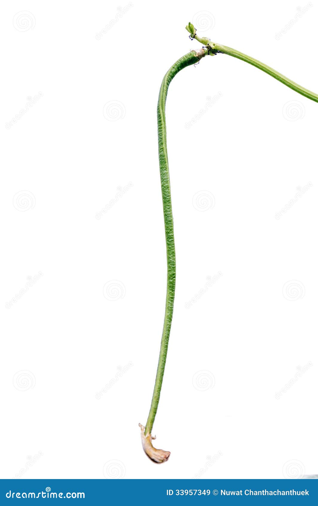 Green Fresh Cow Pea Isolated Stock Image - Image of close, isolated ...