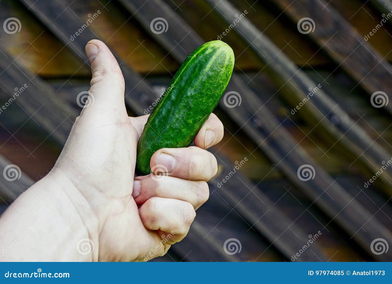 Green Fresh Cucumber in Hand Against a Gray Wall Background Stock Image ...