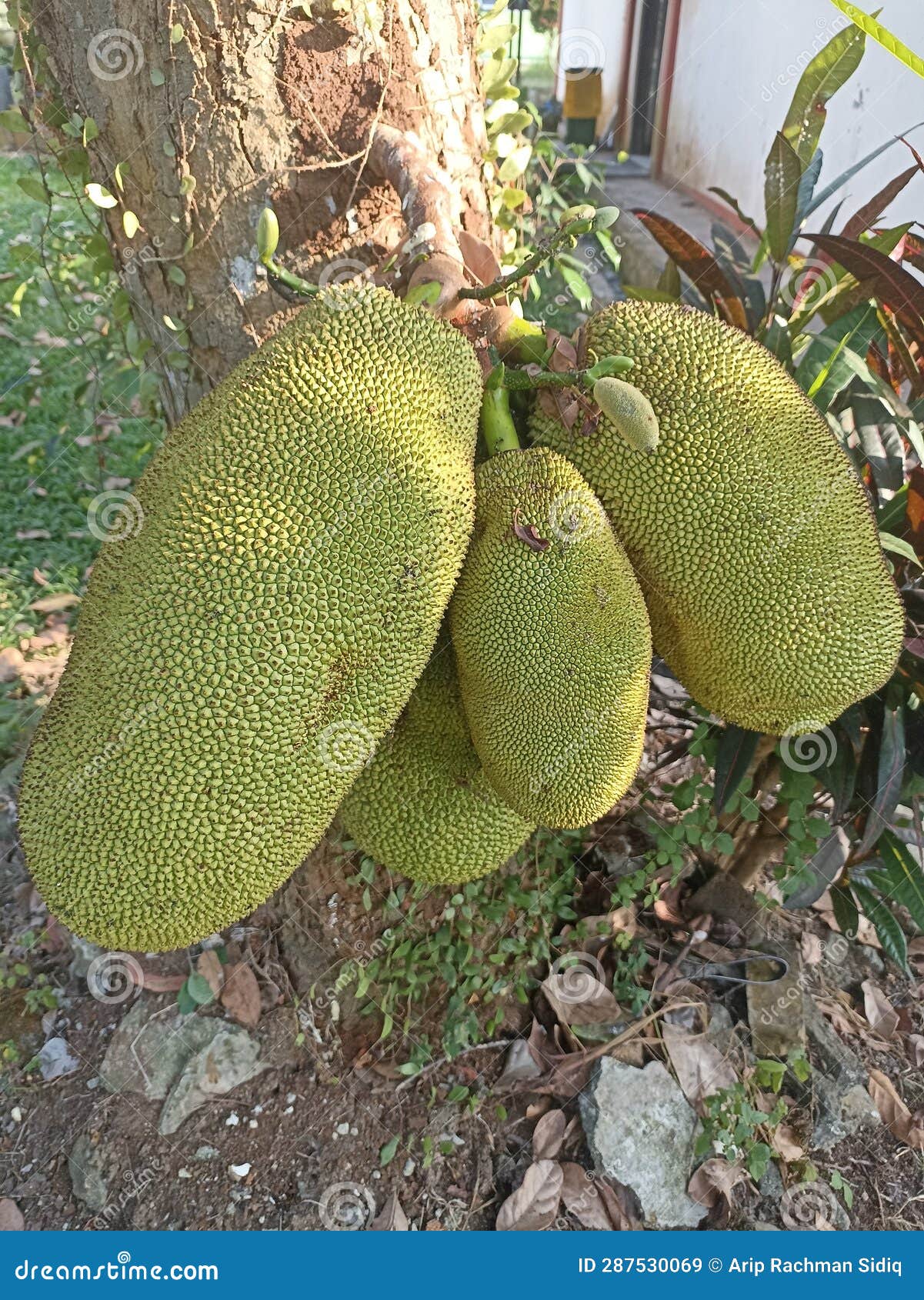 Green Fresh Fertile Jackfruit Stock Image - Image of jackfruit, fertile: 287530069