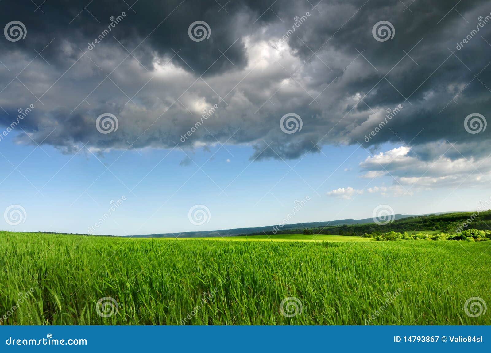 Green Fresh Field, Blue Dramatic Sky Stock Image - Image of green ...