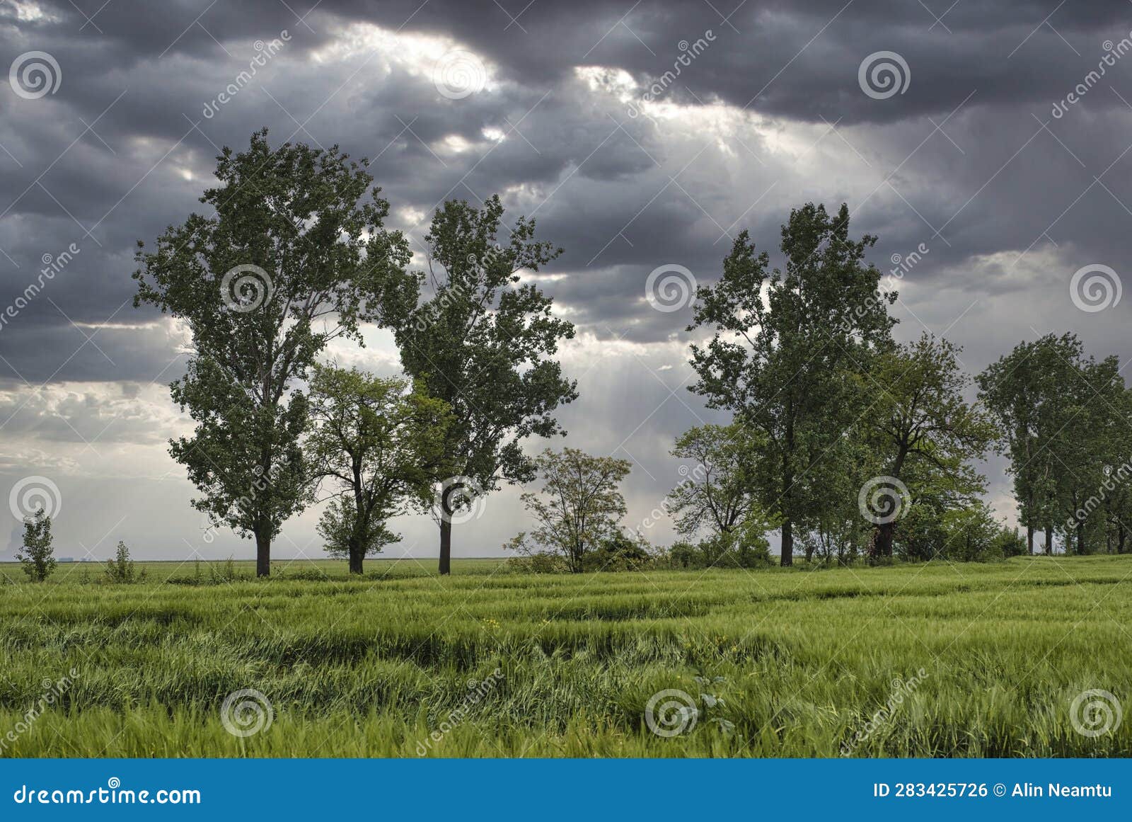 Green Fresh Field on an Overcast Day Stock Photo - Image of trees, view ...
