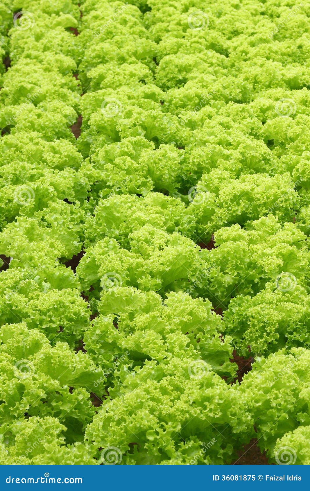 Green Fresh Frilly Green Lettuce Stock Image - Image of fresh, plant ...
