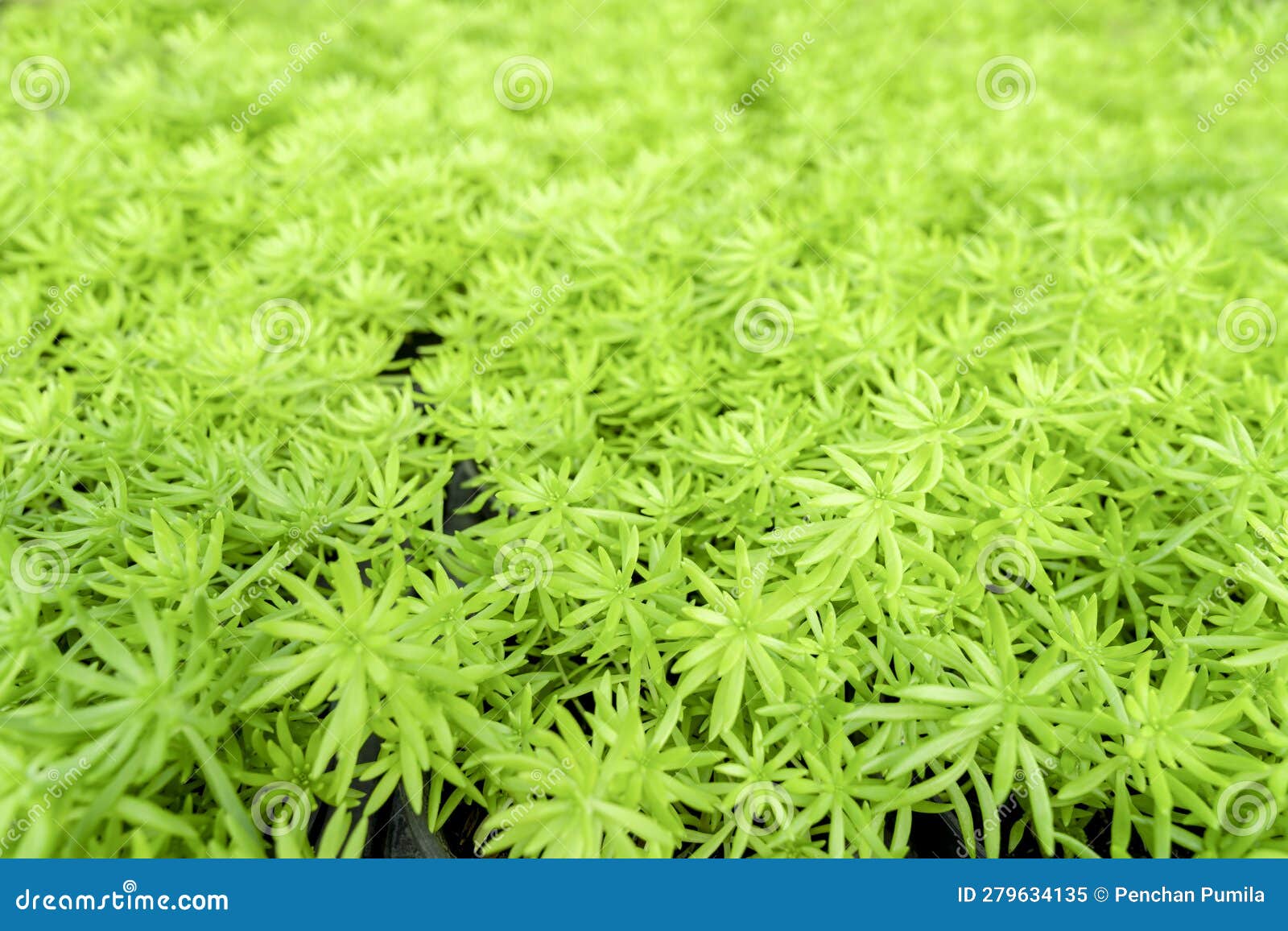 The Green Fresh Gold Moss Sedum Texture As Background Stock Image ...