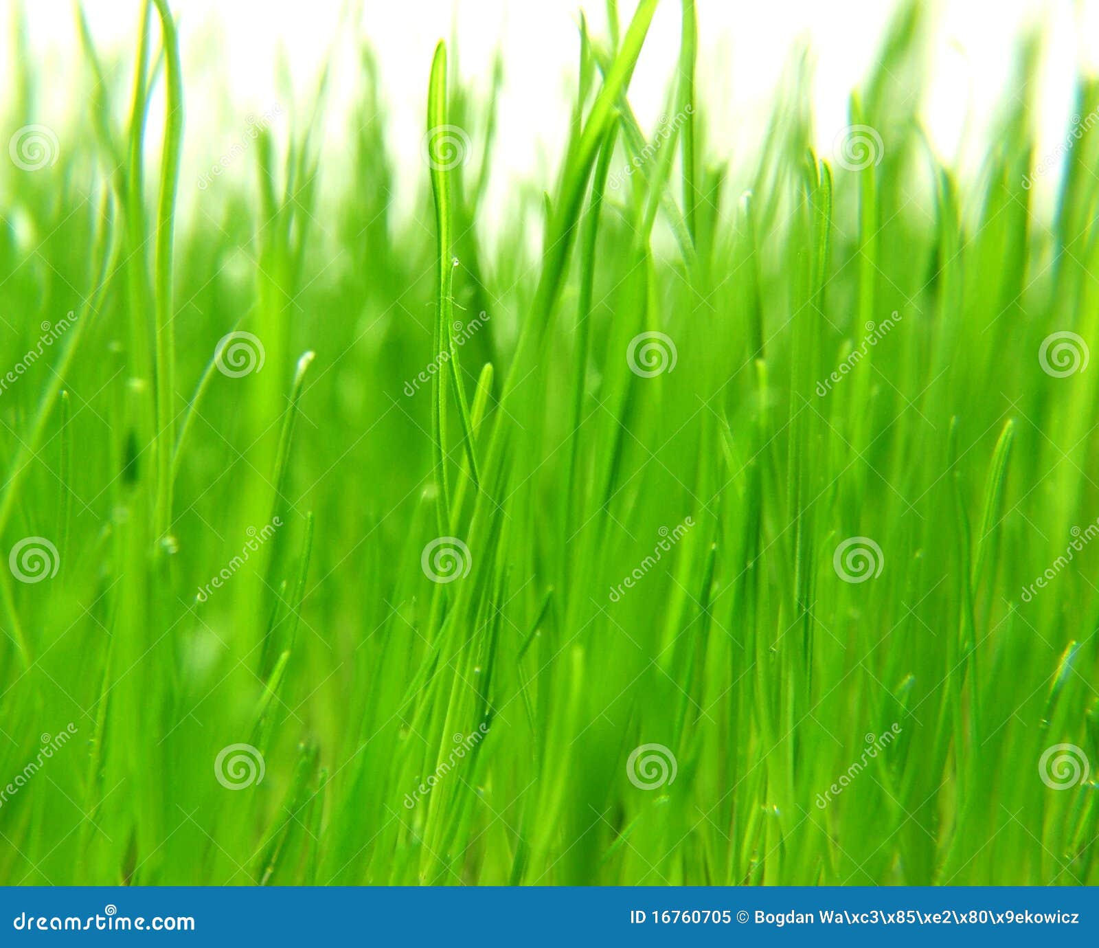 Green fresh grass stock image. Image of bright, environment - 16760705