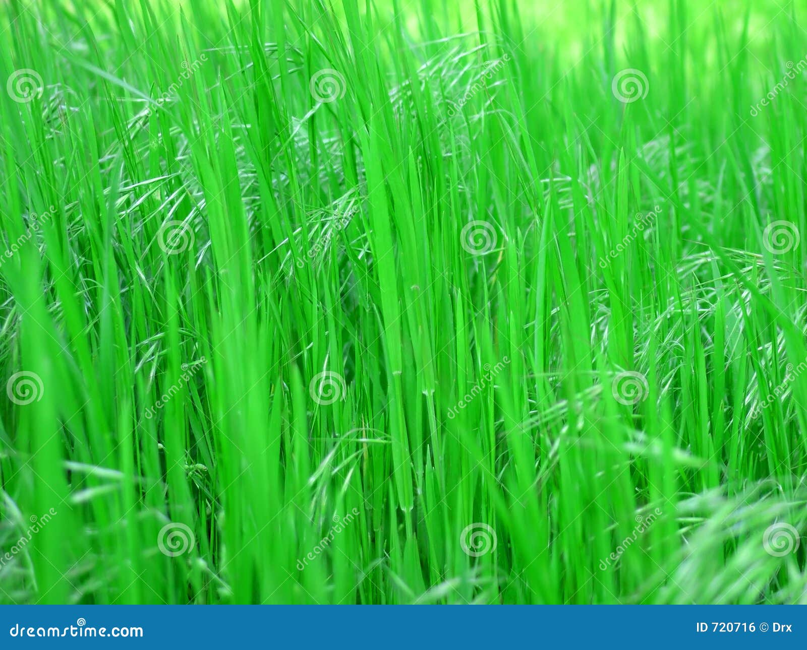 Green fresh grass stock photo. Image of grass, texture - 720716