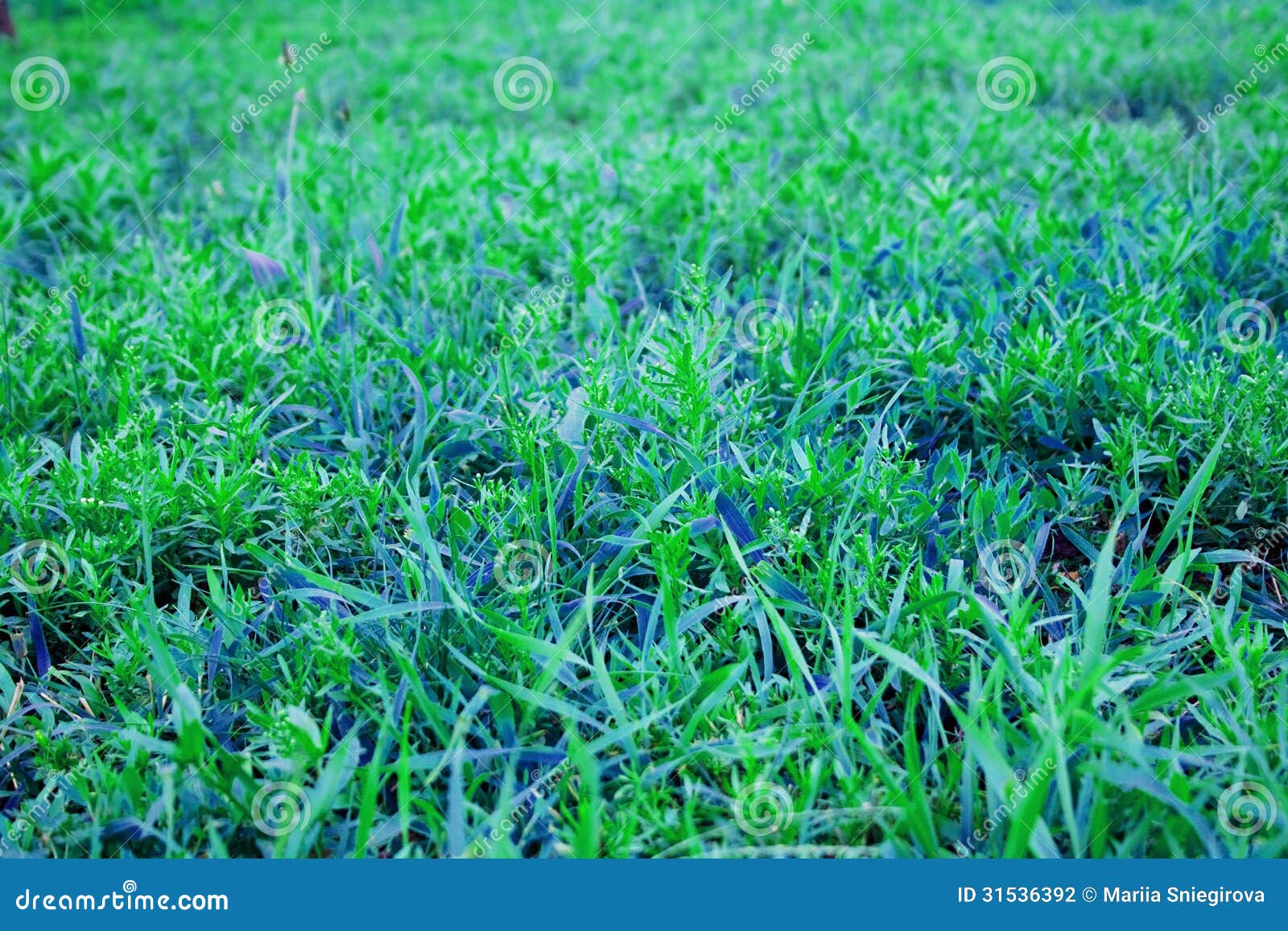 Green Fresh Grass, Creative Stock Photo - Image of summer, fresh: 31536392