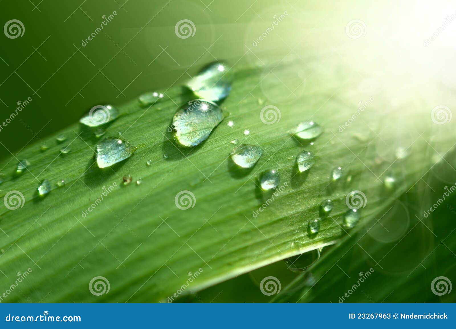 Green Fresh Grass with Drop Stock Image - Image of droplet, bright ...
