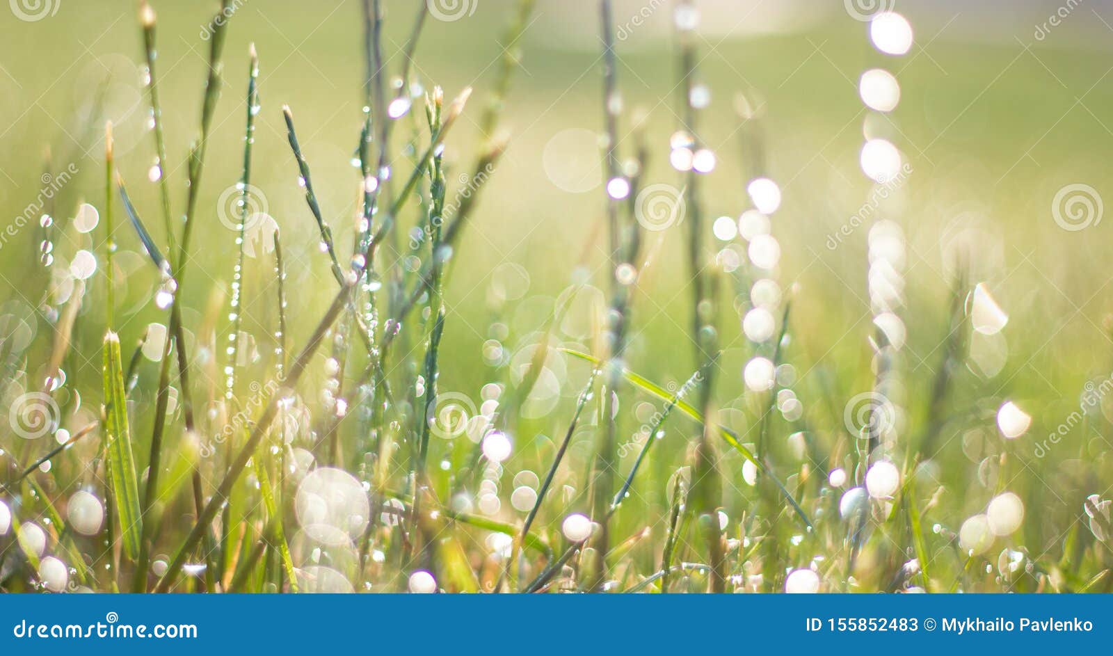 Green Fresh Grass in the Drops of Dew Texture Stock Image - Image of ...