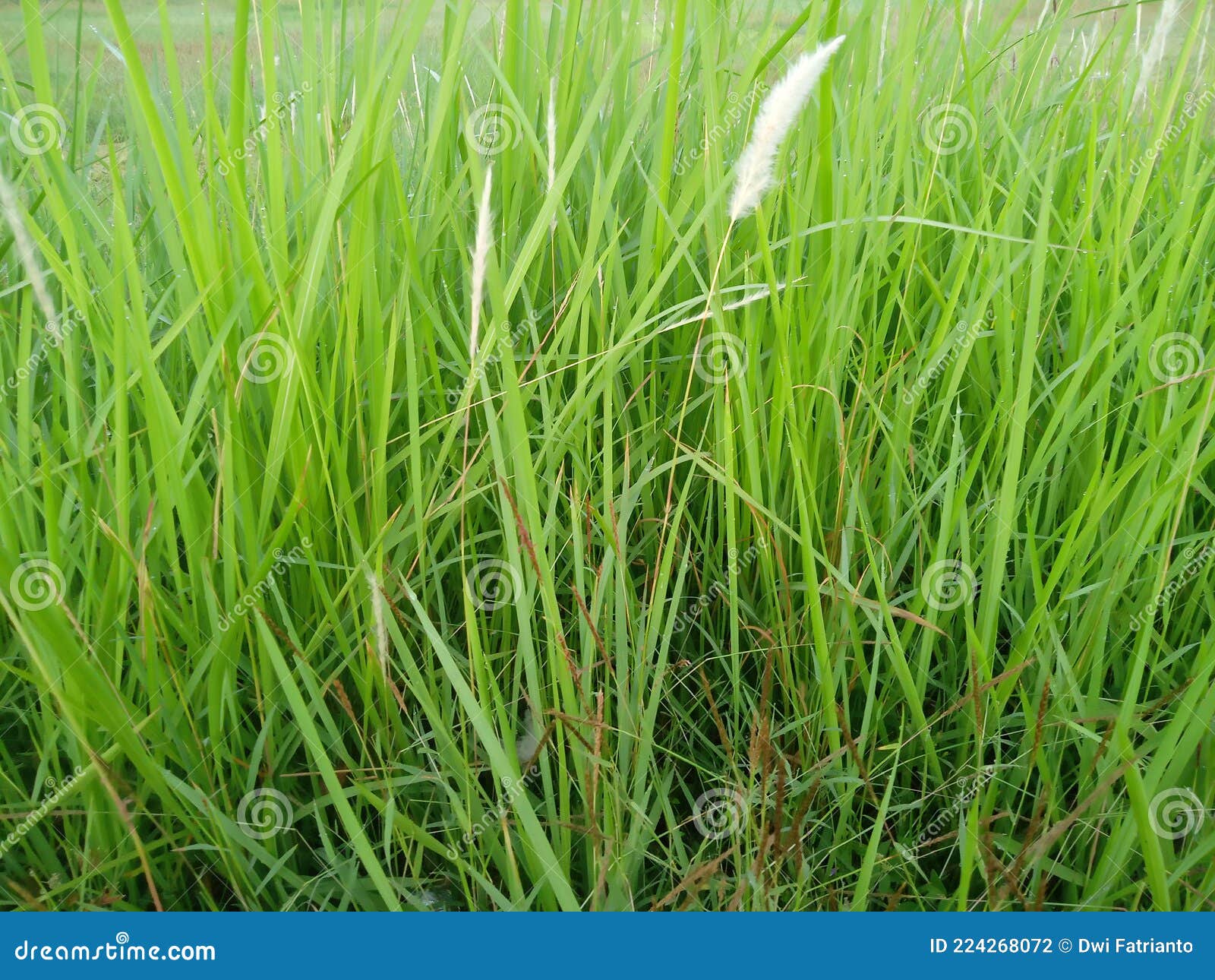 Green and Fresh Grass on the Field Stock Photo - Image of grass, plain ...