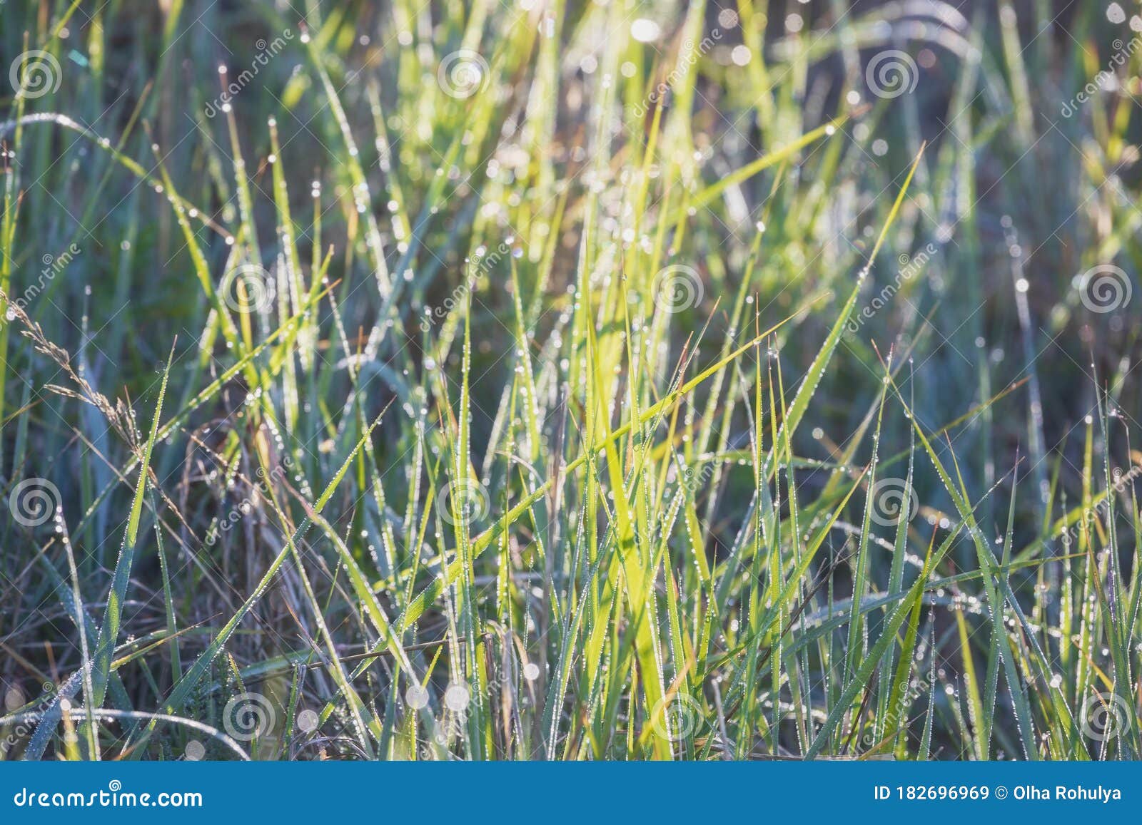 Green Fresh Grass in Morning Light Stock Image - Image of sunlight ...