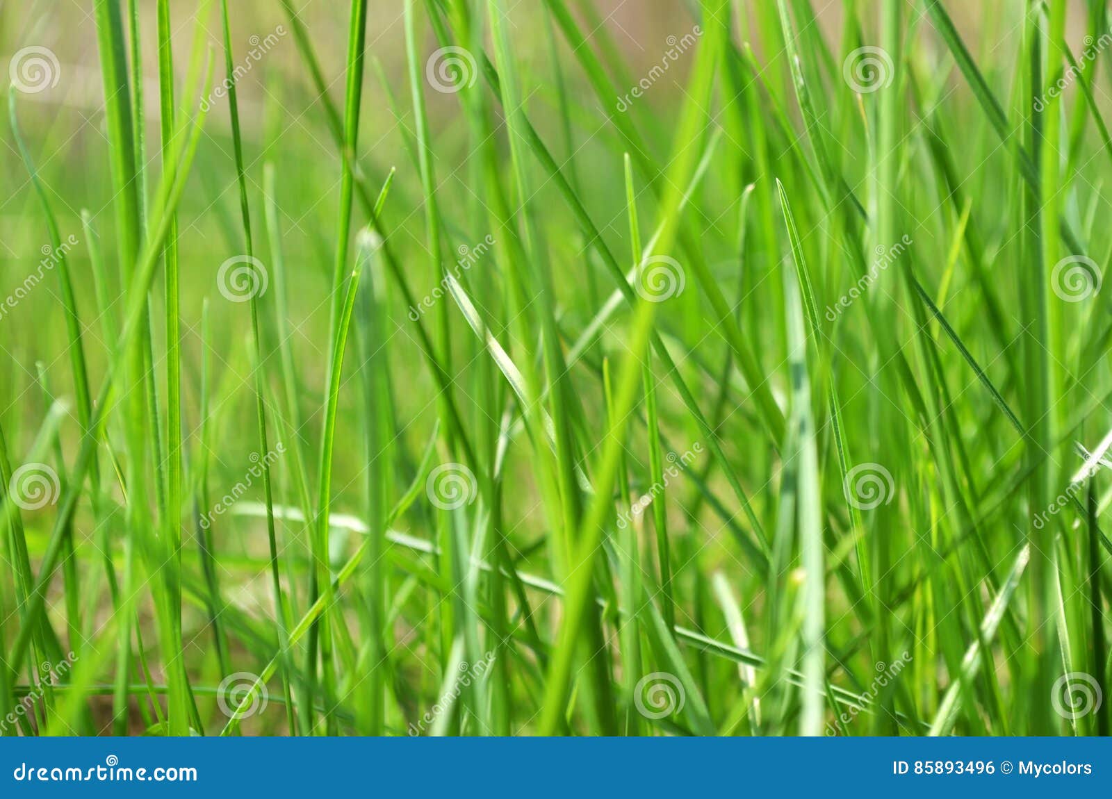 Green Fresh Grass in Spring Stock Photo - Image of grass, sward: 85893496
