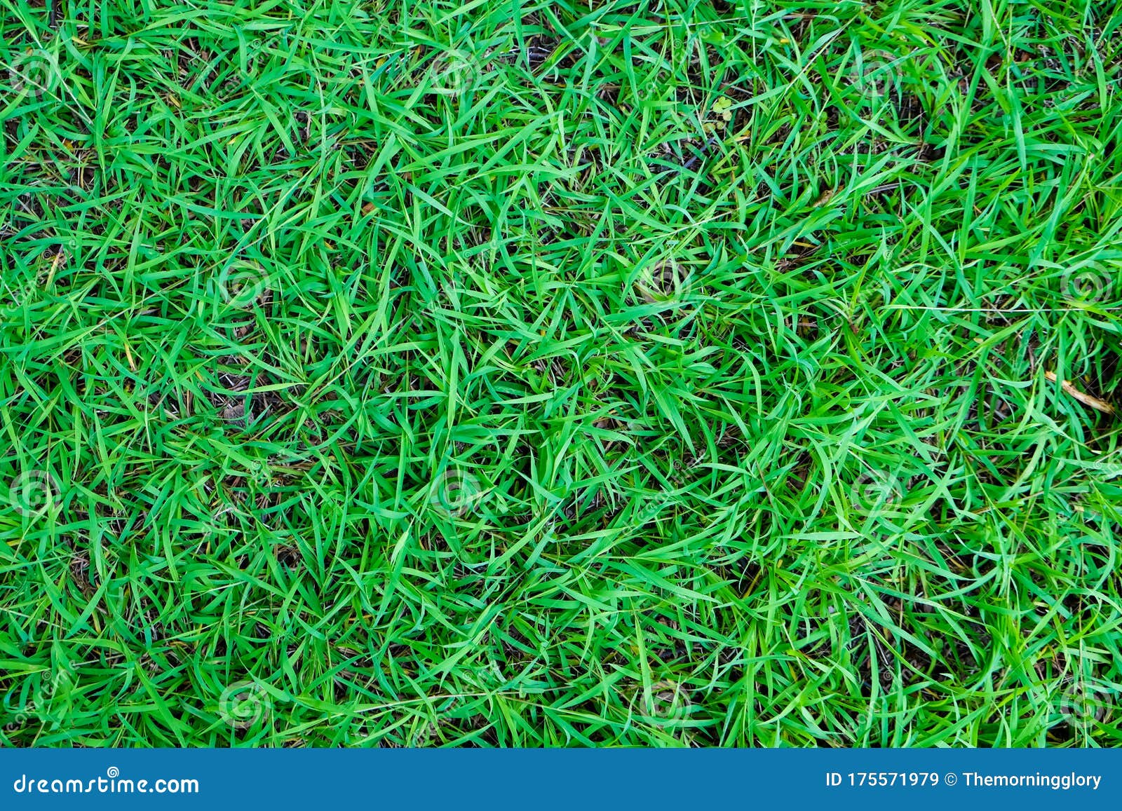 Green Fresh Grass Texture Botanical Background Stock Image - Image of ...