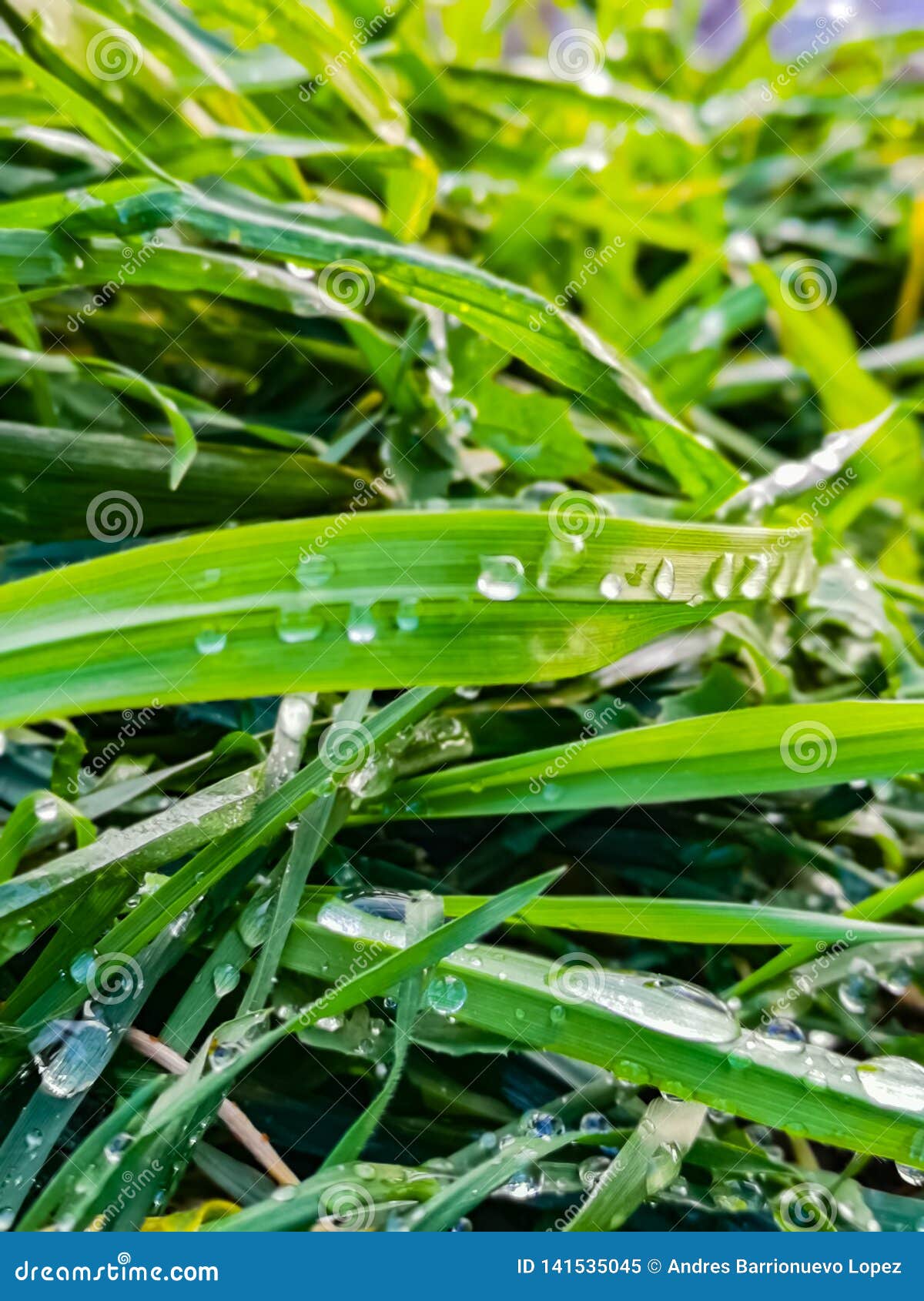 Green and Fresh Grass with Water Drops Stock Image - Image of plant ...