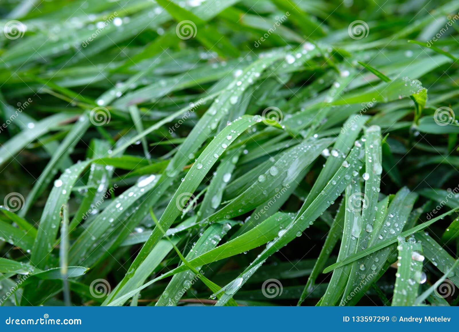 Green Fresh Grass on Which Drops after Rain, Bent from Heavy Rain Stock ...