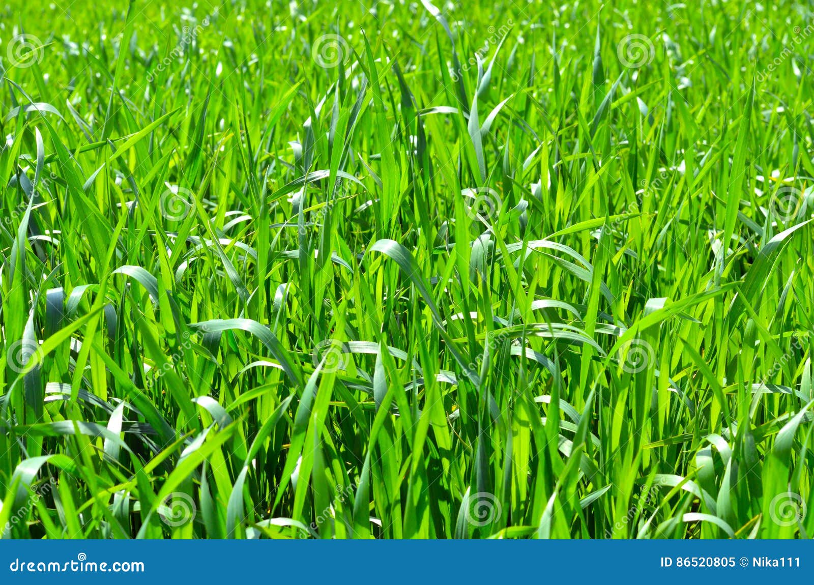 Green fresh grass. stock image. Image of rural, field - 86520805