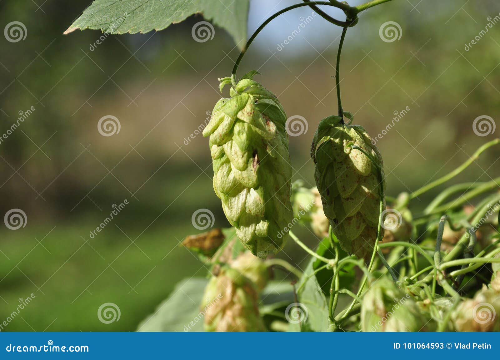Green Fresh Hop Cones for Making Beer and Bread Closeup Stock Image ...