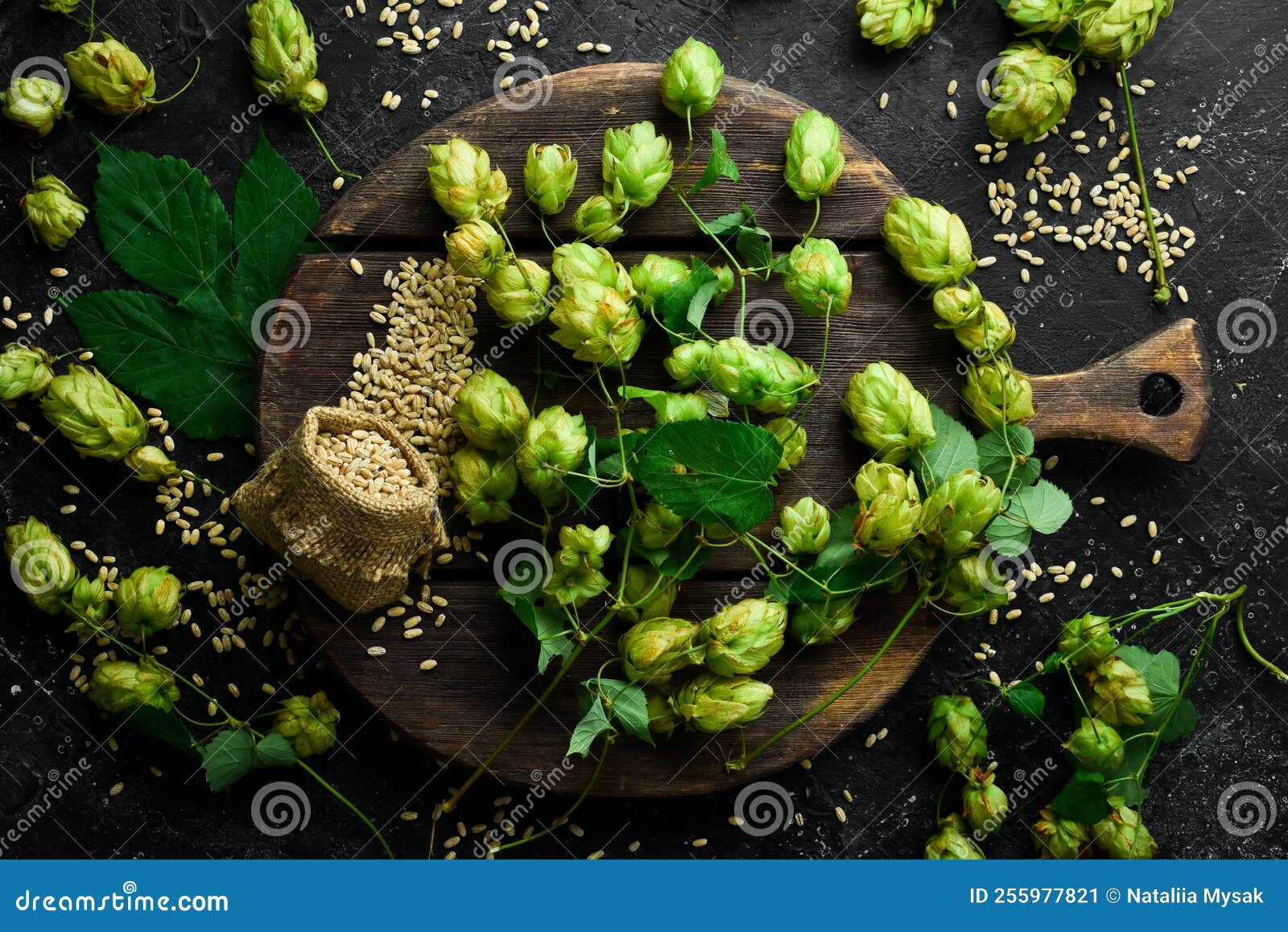 Green Fresh Hop Cones for Making Beer. Stock Image - Image of drink ...