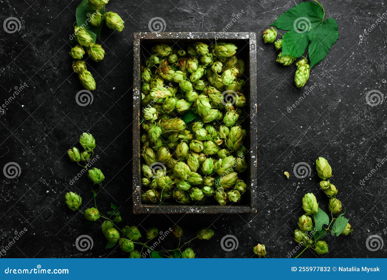 Green Fresh Hop Cones for Making Beer. Stock Photo - Image of creeper ...