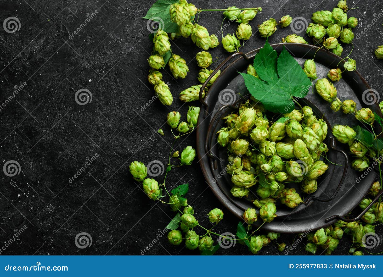Green Fresh Hop Cones for Making Beer. Stock Image - Image of garden ...