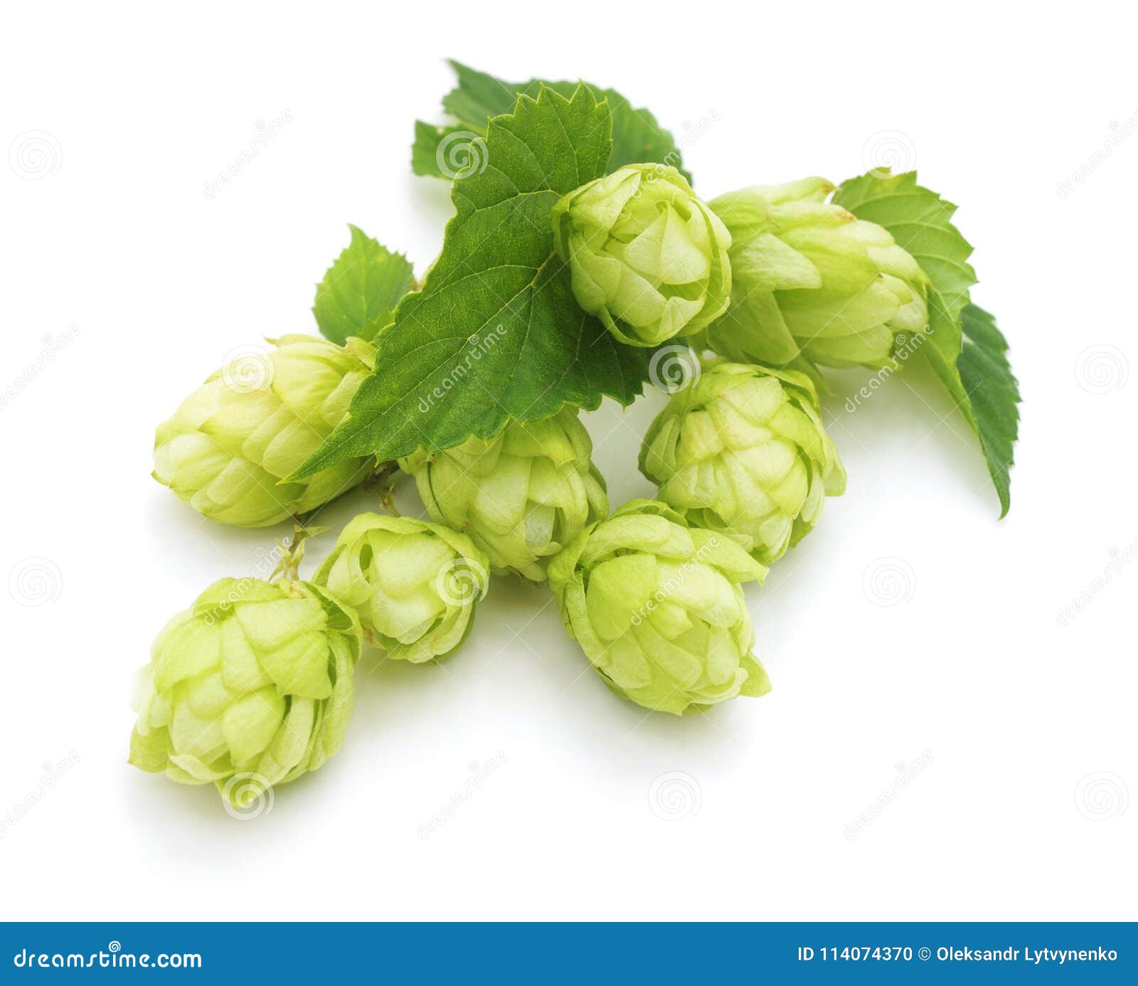 Green fresh hop. stock photo. Image of seasoning, growth - 114074370