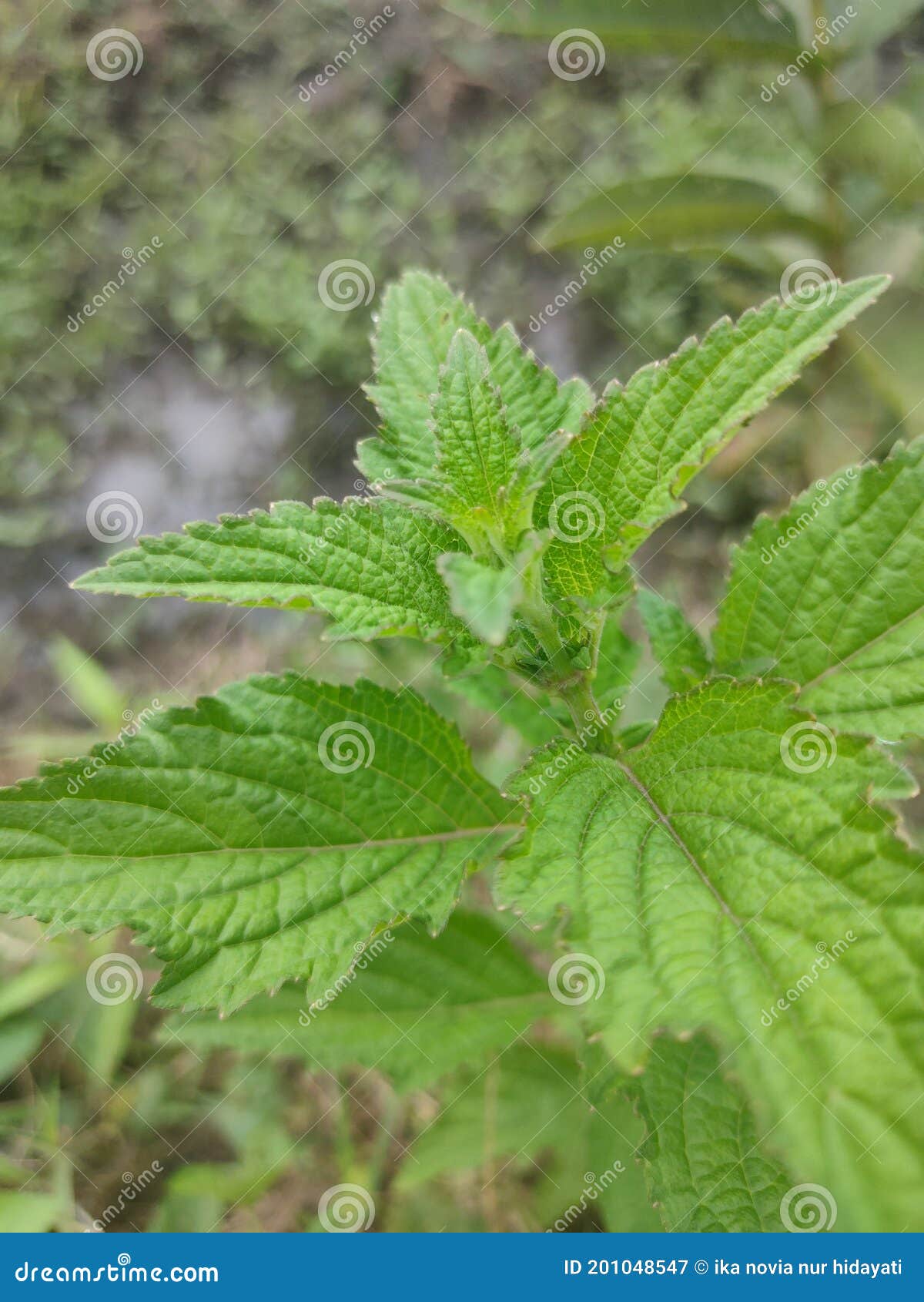 Green and Fresh Hyptis Leaves Evening Day Stock Image - Image of hyptis ...
