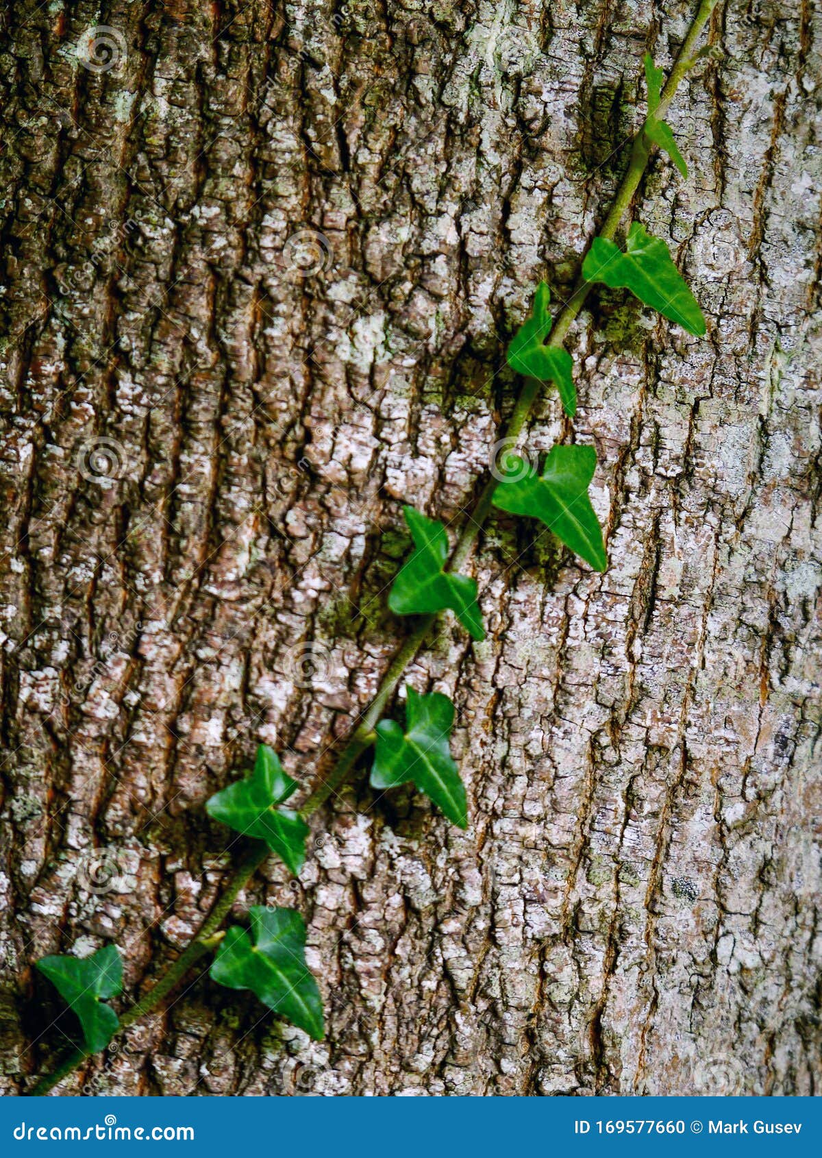 Green Fresh Ivy on a Tree Trunk, Nature Background Stock Photo - Image ...