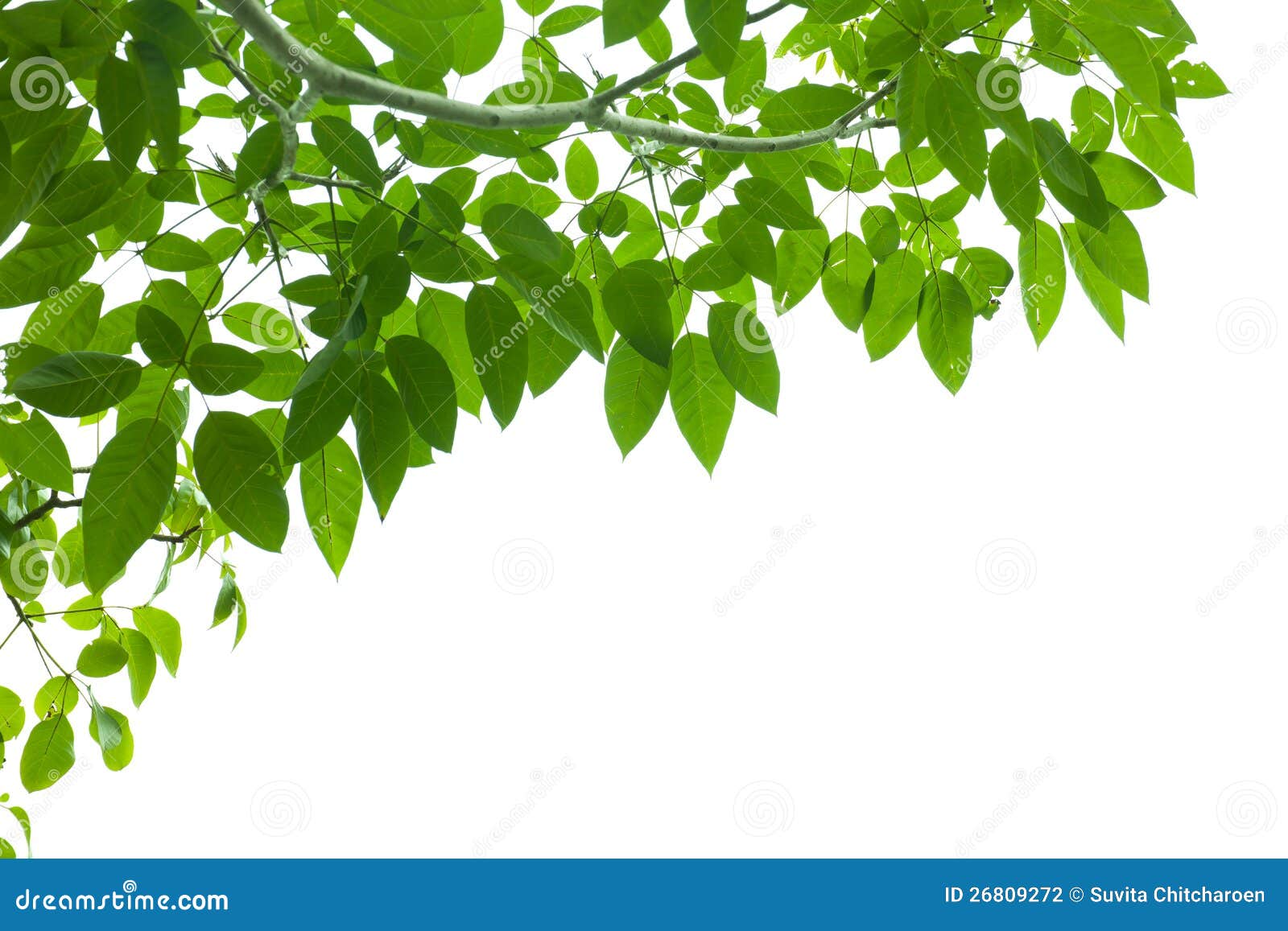 Leaf Frame. Autumn Maple Leaves Isolated On White Background. Fall ...