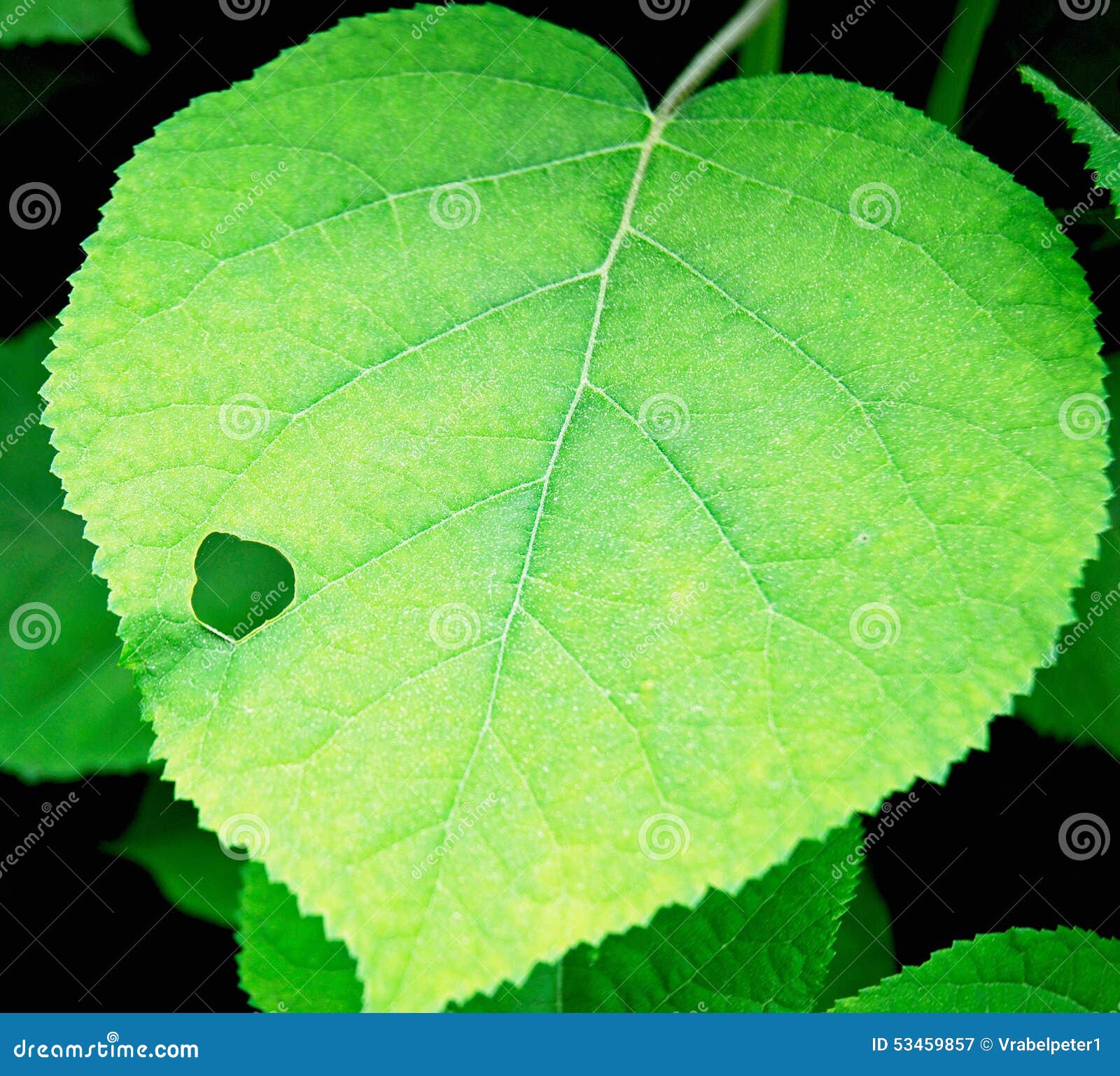 Green fresh leaf texture stock image. Image of plant - 53459857