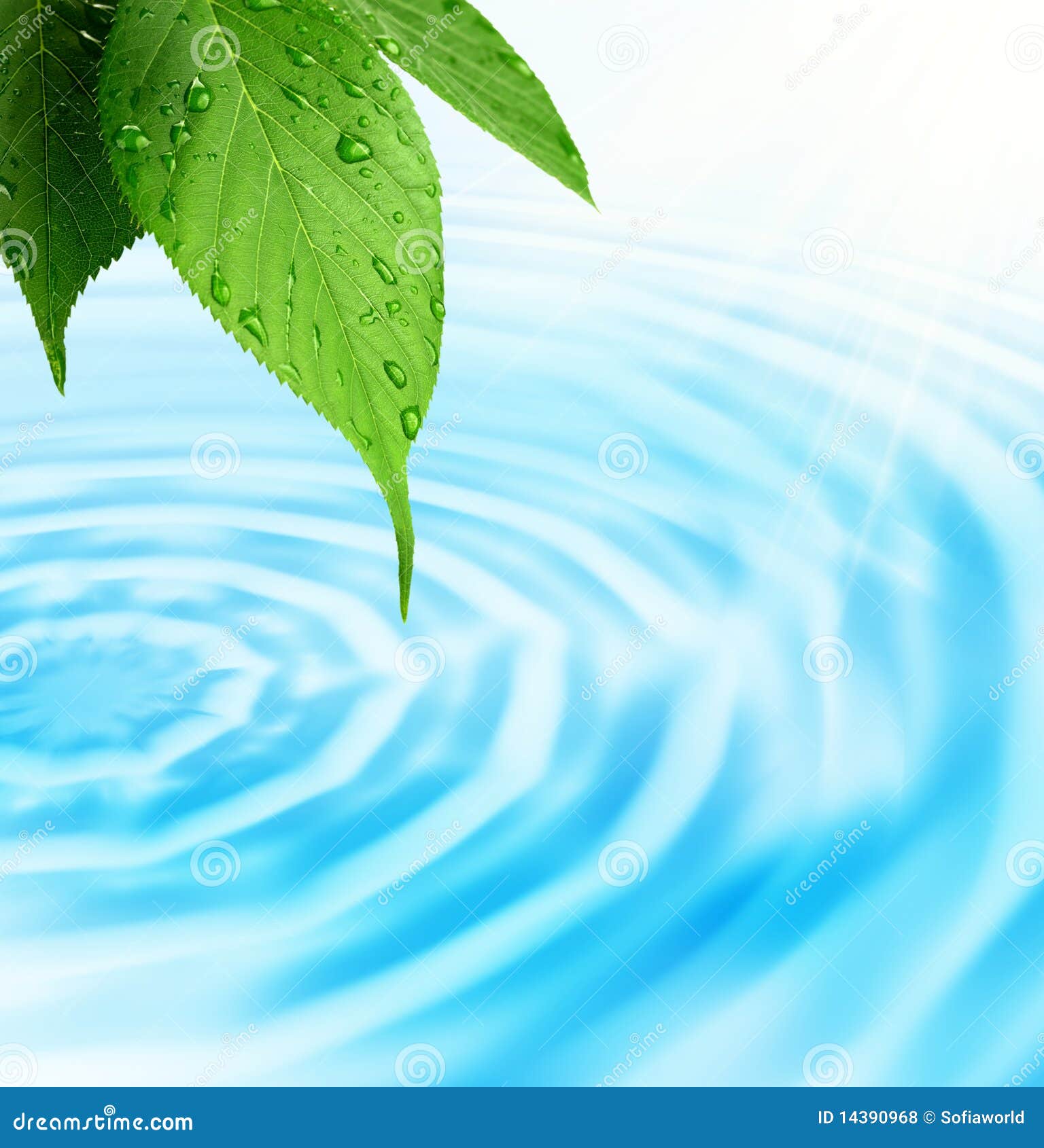 Green fresh leaf and water stock photo. Image of close - 14390968