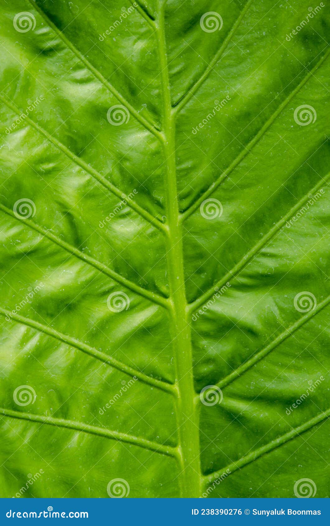 Green Fresh Leaf Zoom in To See Line and Pattern Stock Photo - Image of ...