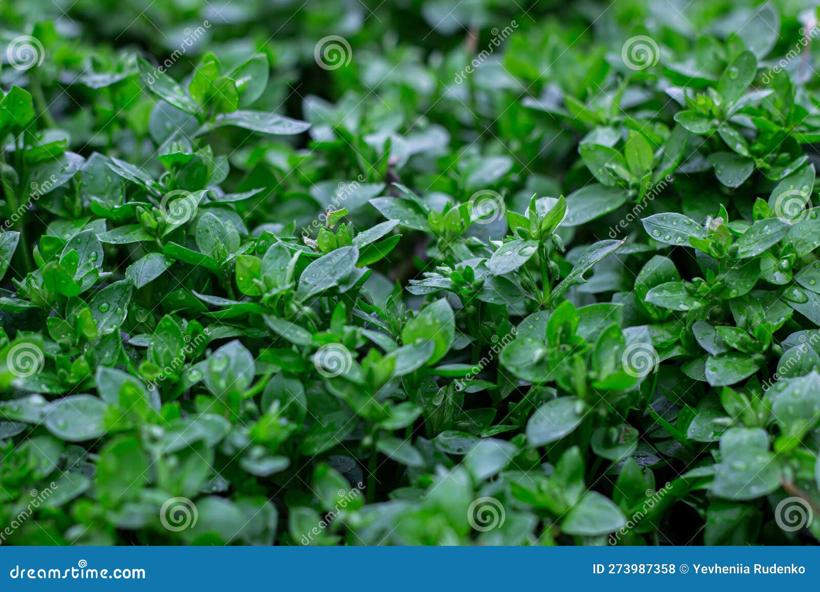Green Fresh Leafs in the Sprign, Grass Background Stock Photo - Image ...