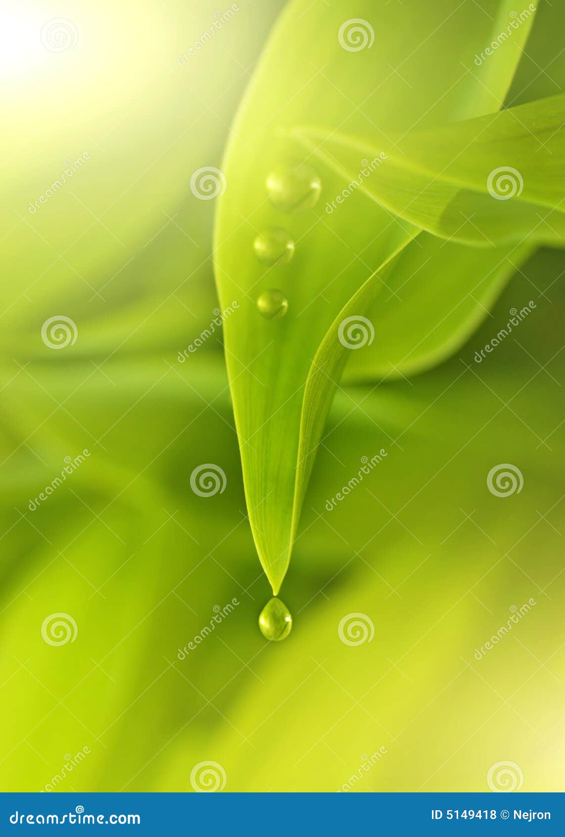 Green fresh leaves stock photo. Image of fresh, drop, leaf - 5149418
