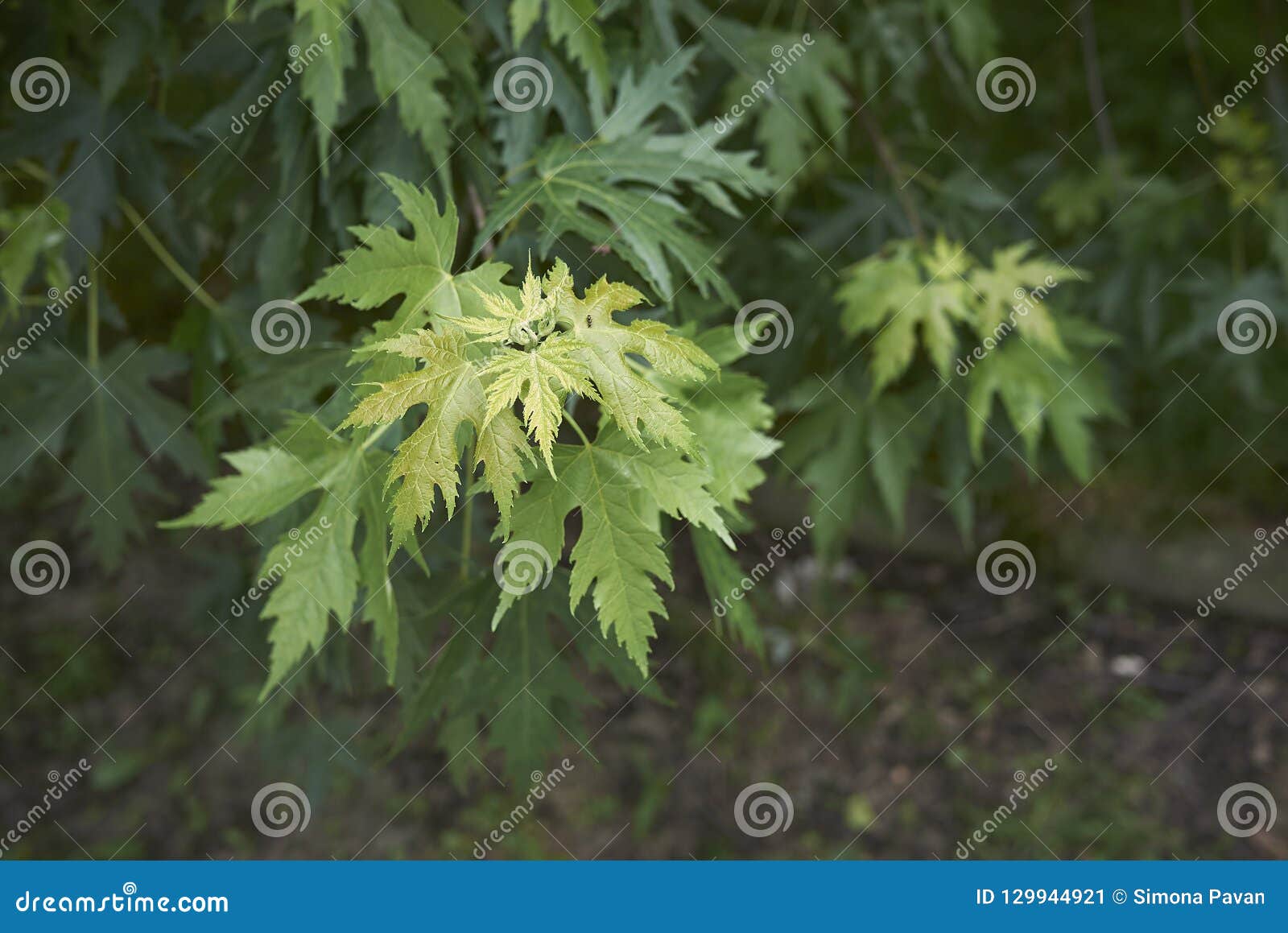 Green Fresh Leaves of Acer Saccharinum Tree Stock Image - Image of ...