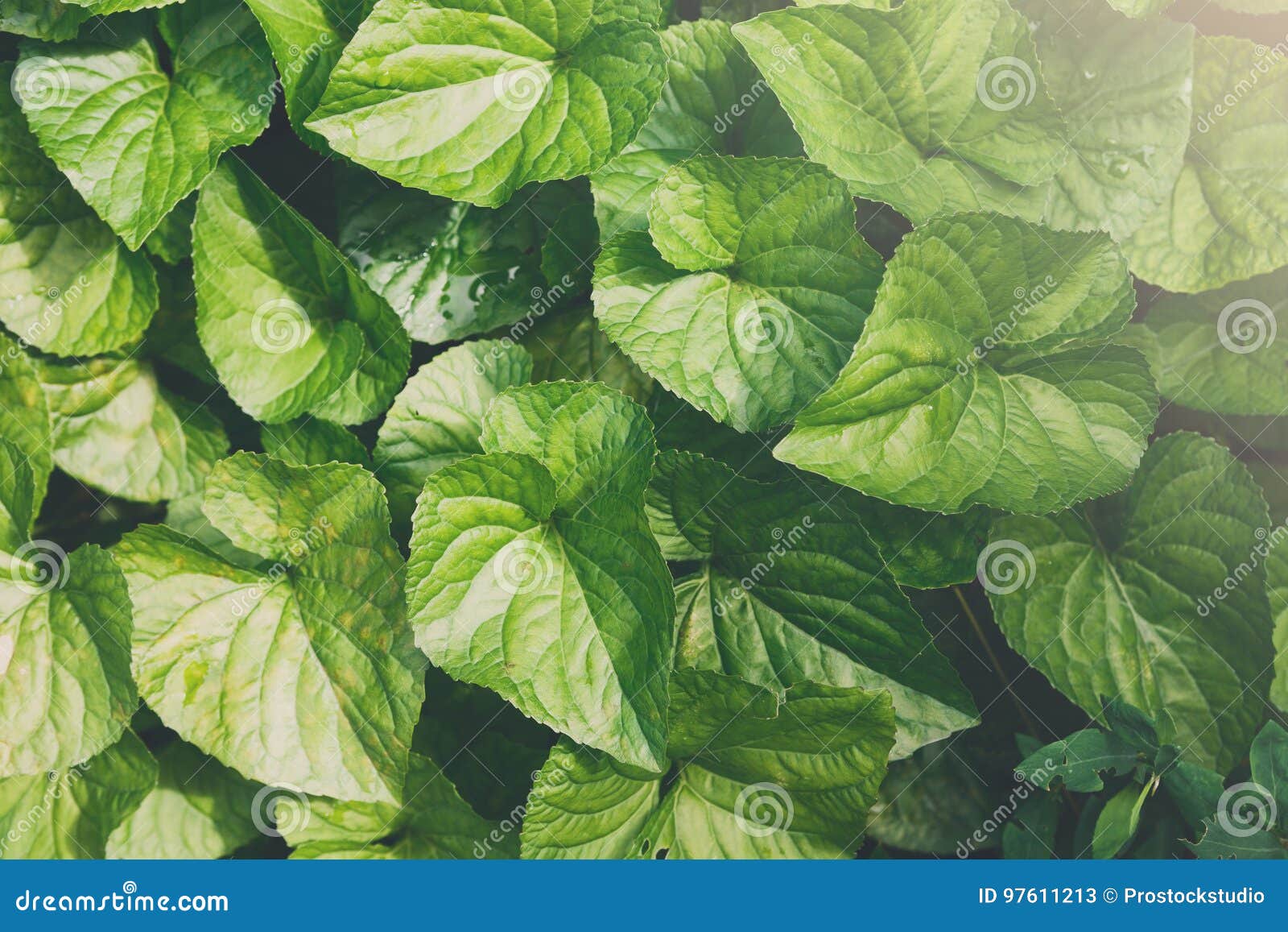 Green Fresh Leaves Background. Stock Image - Image of garden, park ...