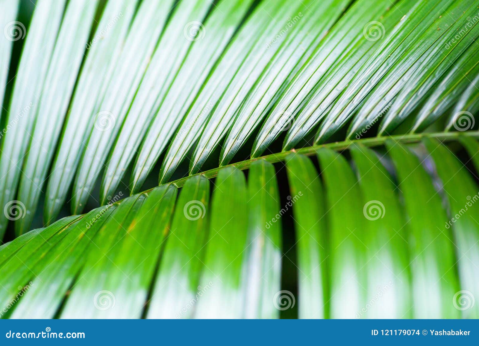 Green Fresh Leaves of Coconut Palm Tree Stock Photo - Image of bush ... Green Fresh Leaves of Coconut Palm Tree Stock Photo - Image of bush ...