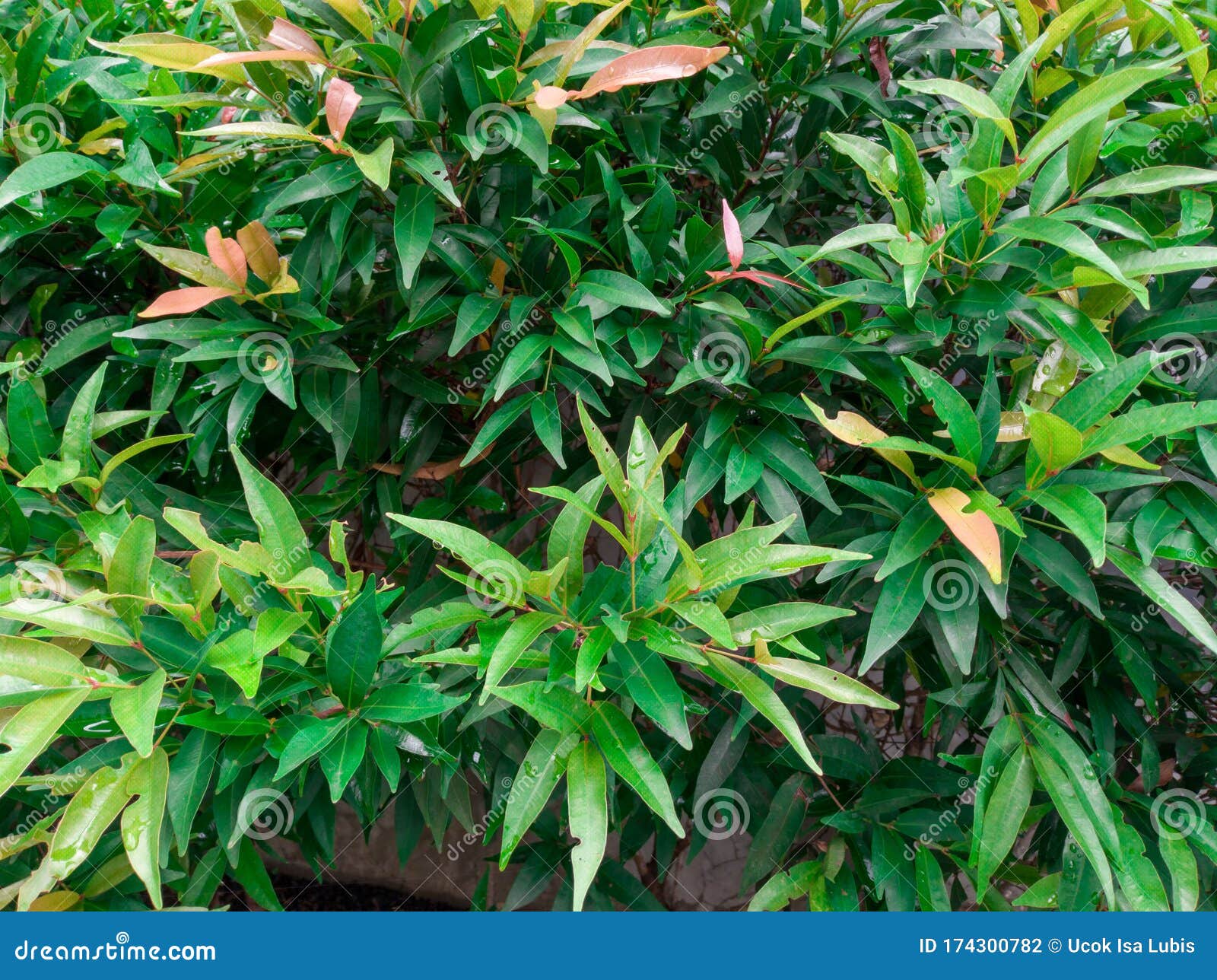 Green Fresh Leaves with Multi Green Color Stock Photo - Image of fresh ...