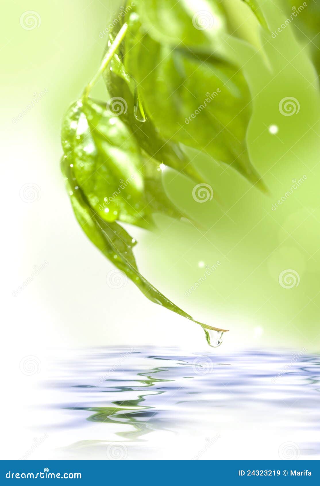 Green Fresh Leaves Over Water Stock Image - Image of purity, flora ...