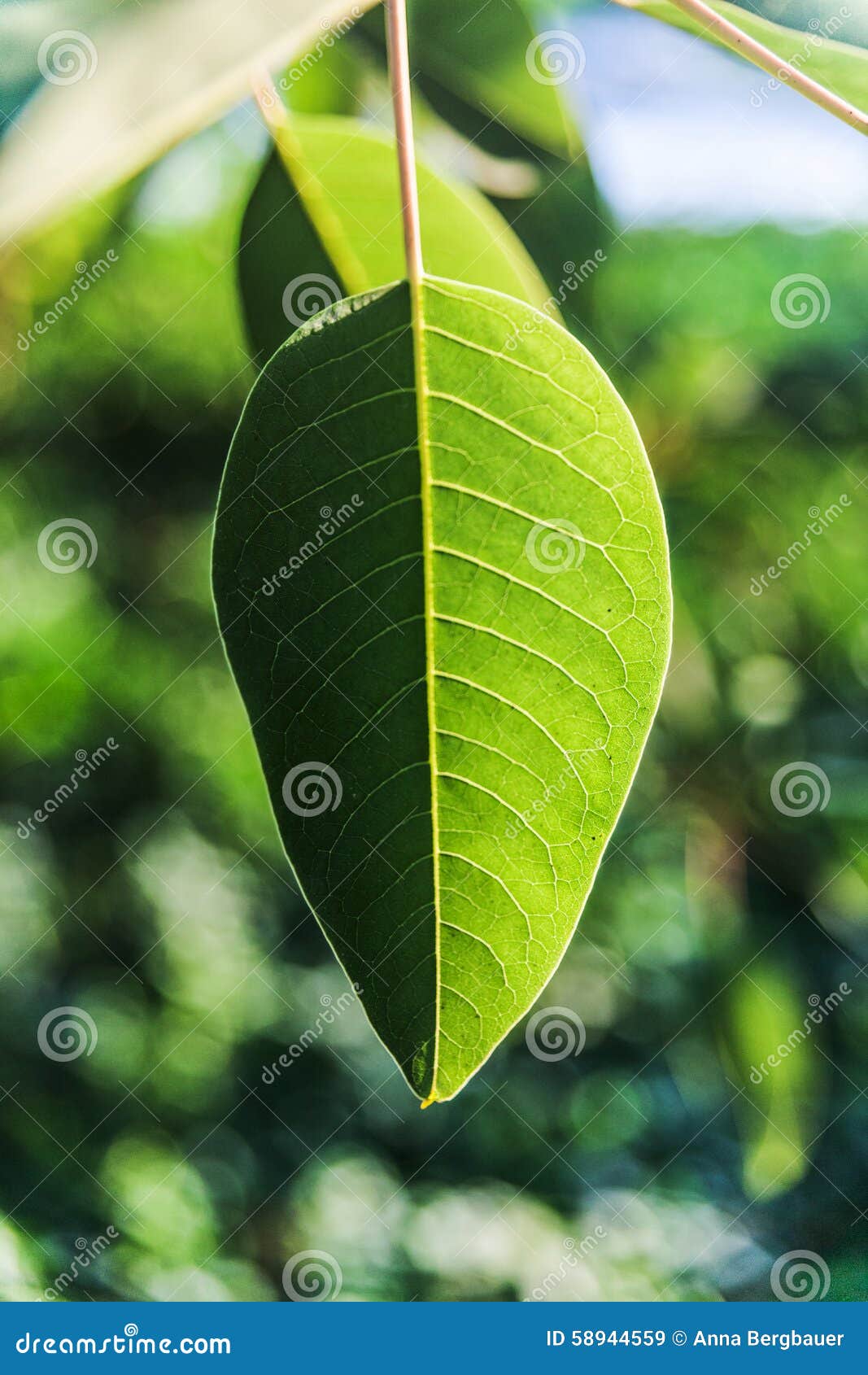 Green fresh leaves stock image. Image of branches, growth - 58944559