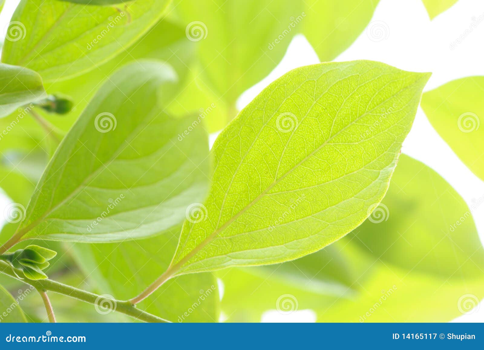 Green Fresh Leaves in Sunshine. Stock Image - Image of healthy, branch ...