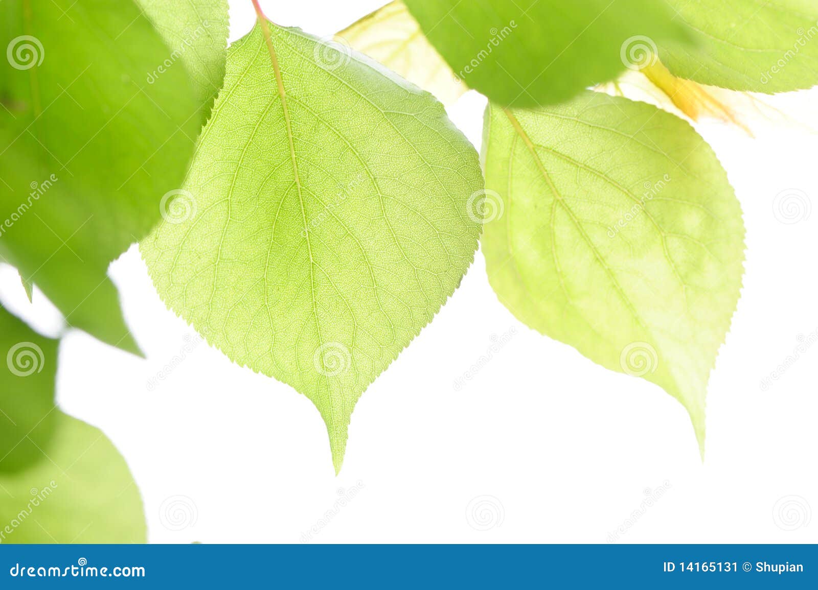 Green Fresh Leaves in Sunshine. Stock Image - Image of fresh, detailed ...